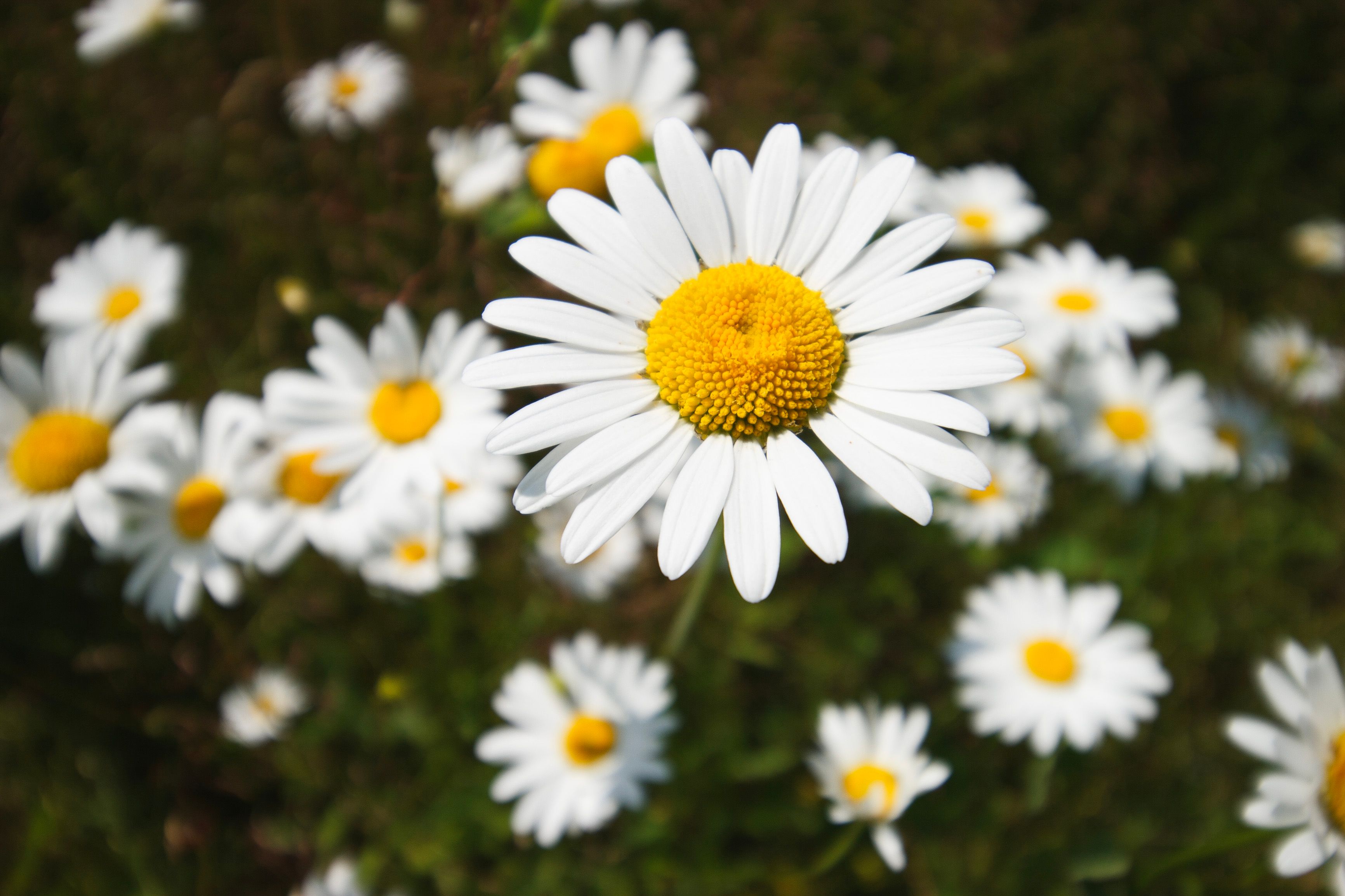 Simple Flower Background Photos, Download The BEST Free Simple Flower ...