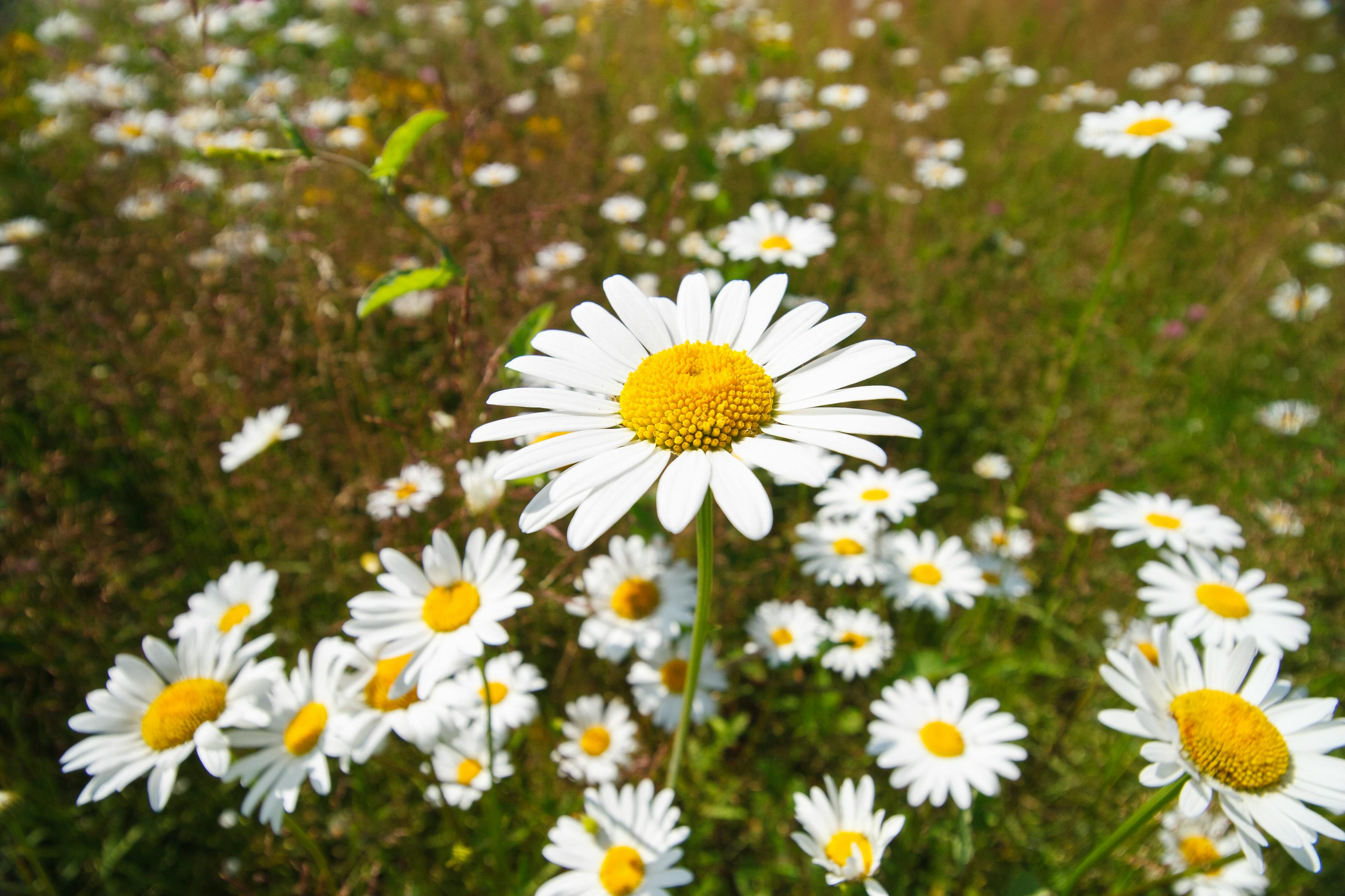 Natural Flowers Photos, Download The BEST Free Natural Flowers Stock ...