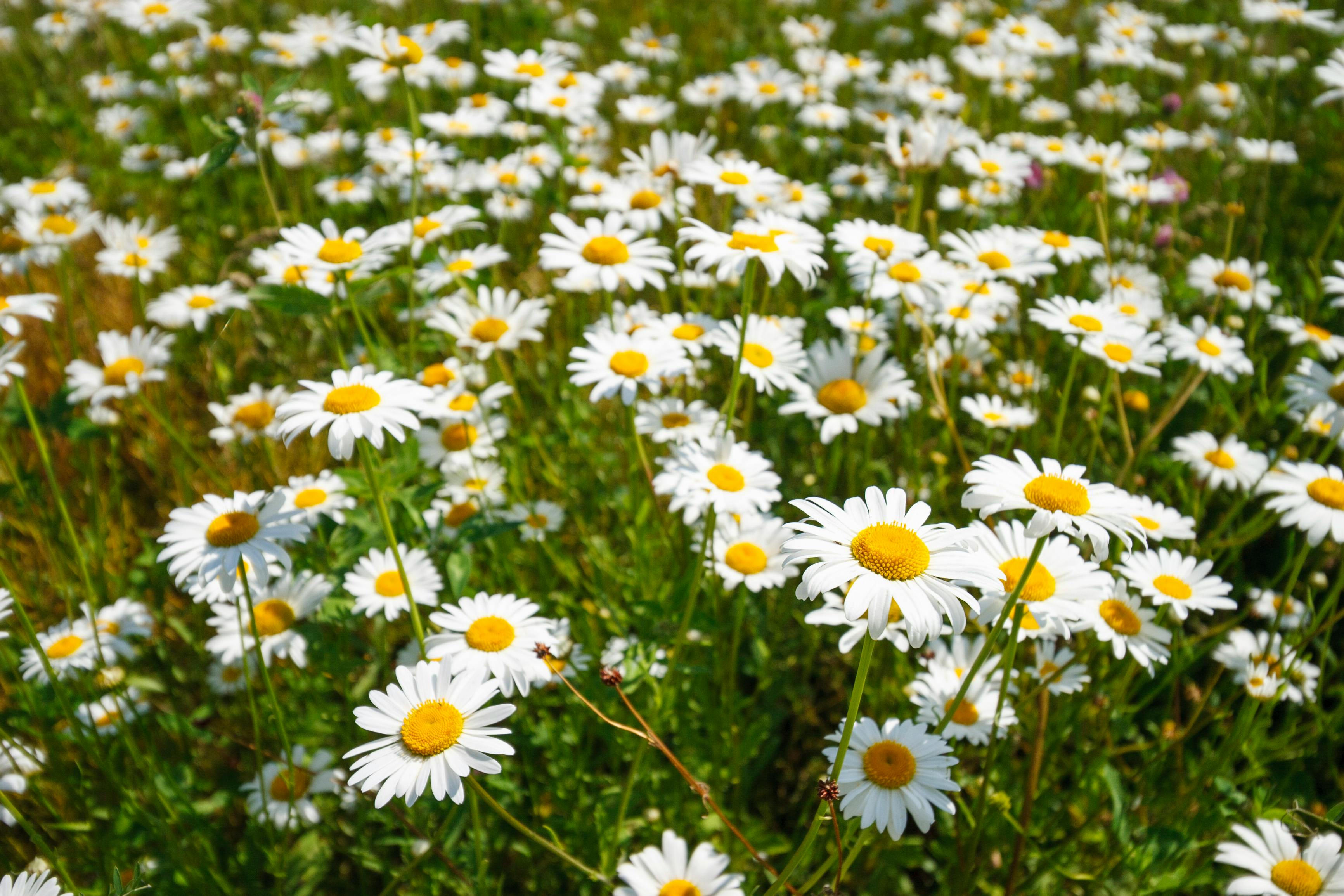 Natural Flowers Photos, Download The BEST Free Natural Flowers Stock ...