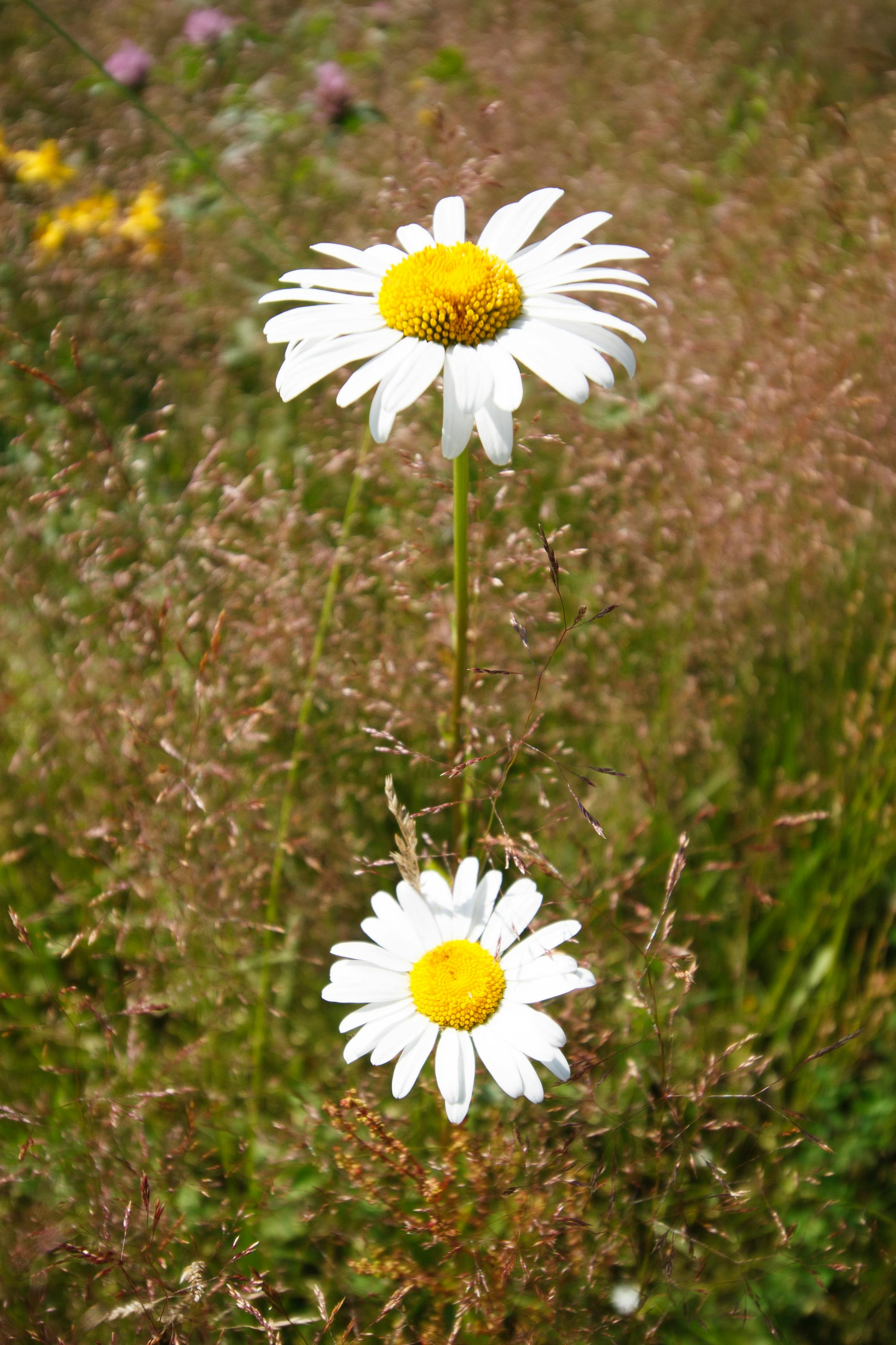 Natural Flowers Photos, Download The BEST Free Natural Flowers Stock ...