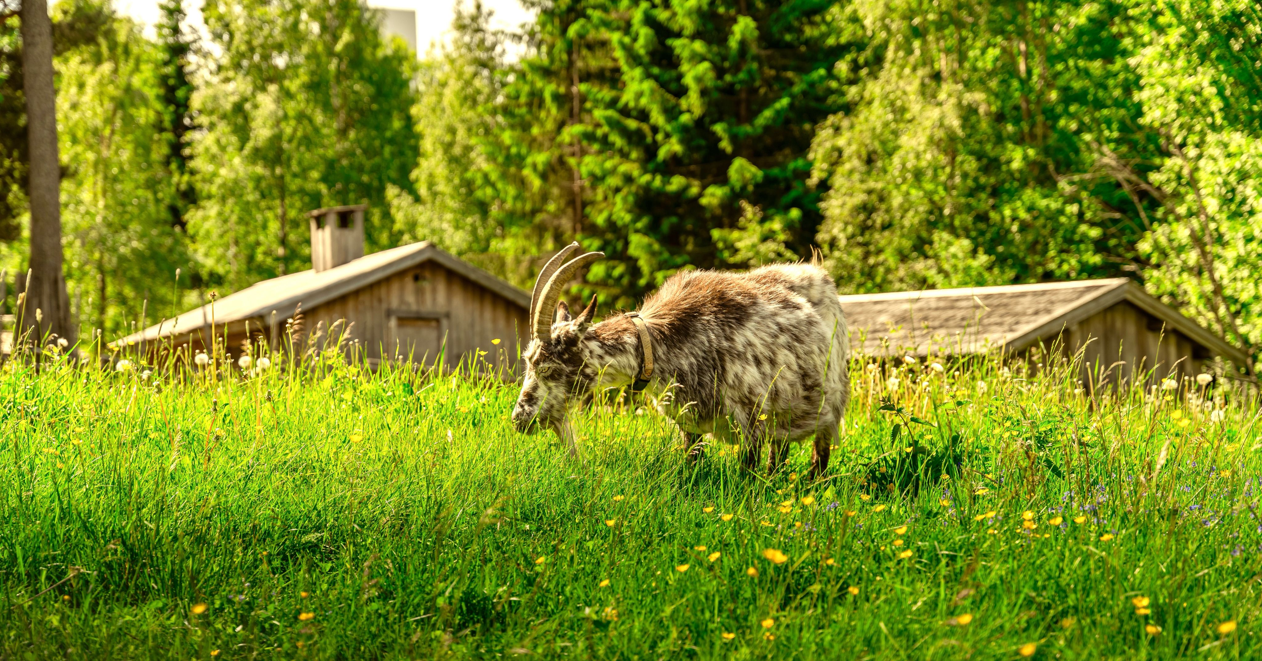 Rustic Goat Grazing in Swedish Countryside · Free Stock Photo