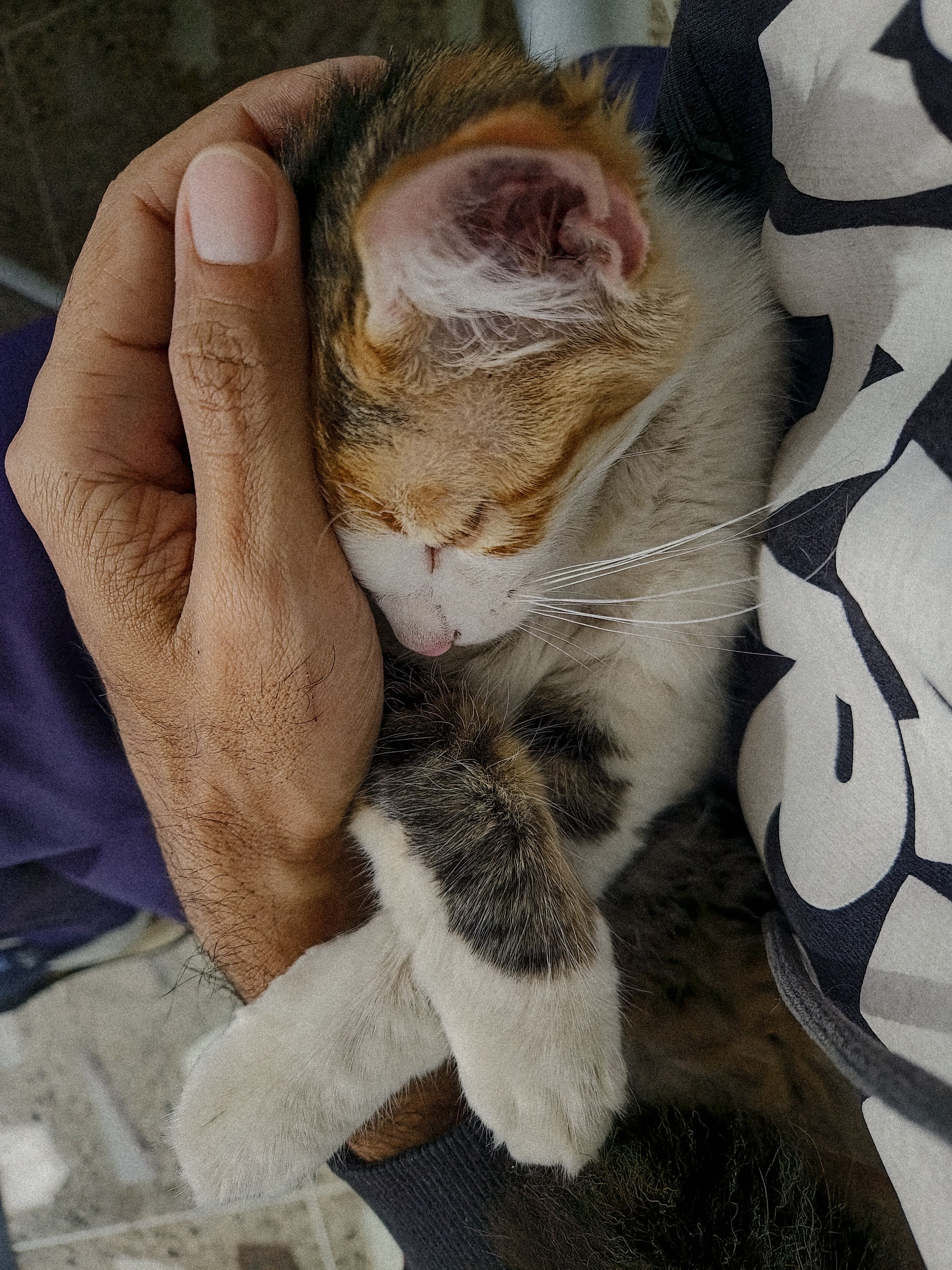 Cat Cuddled in Arm on a Calm Day · Free Stock Photo