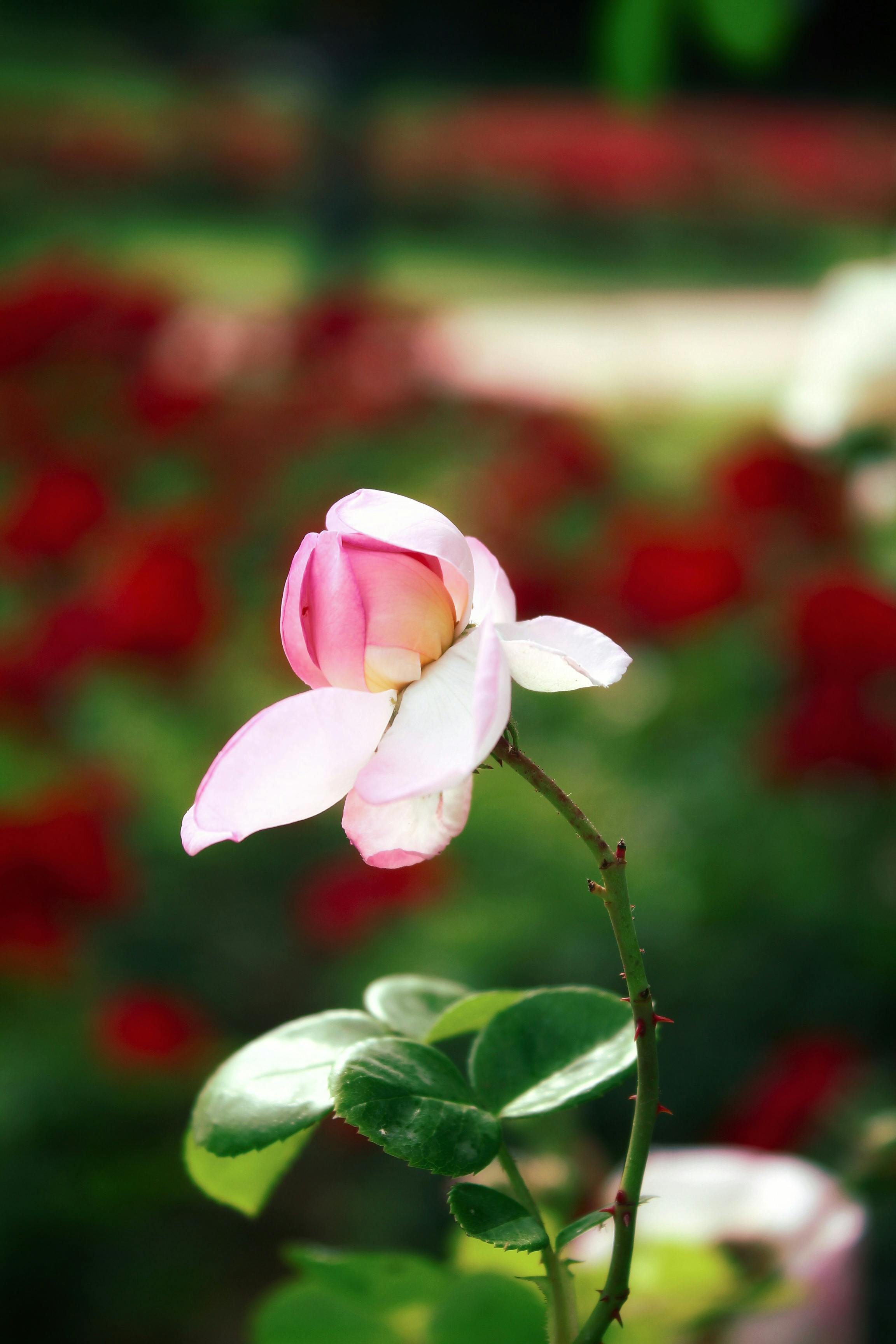 Bud Dengan Peril Photos, Download The BEST Free Bud Dengan Peril Stock ...