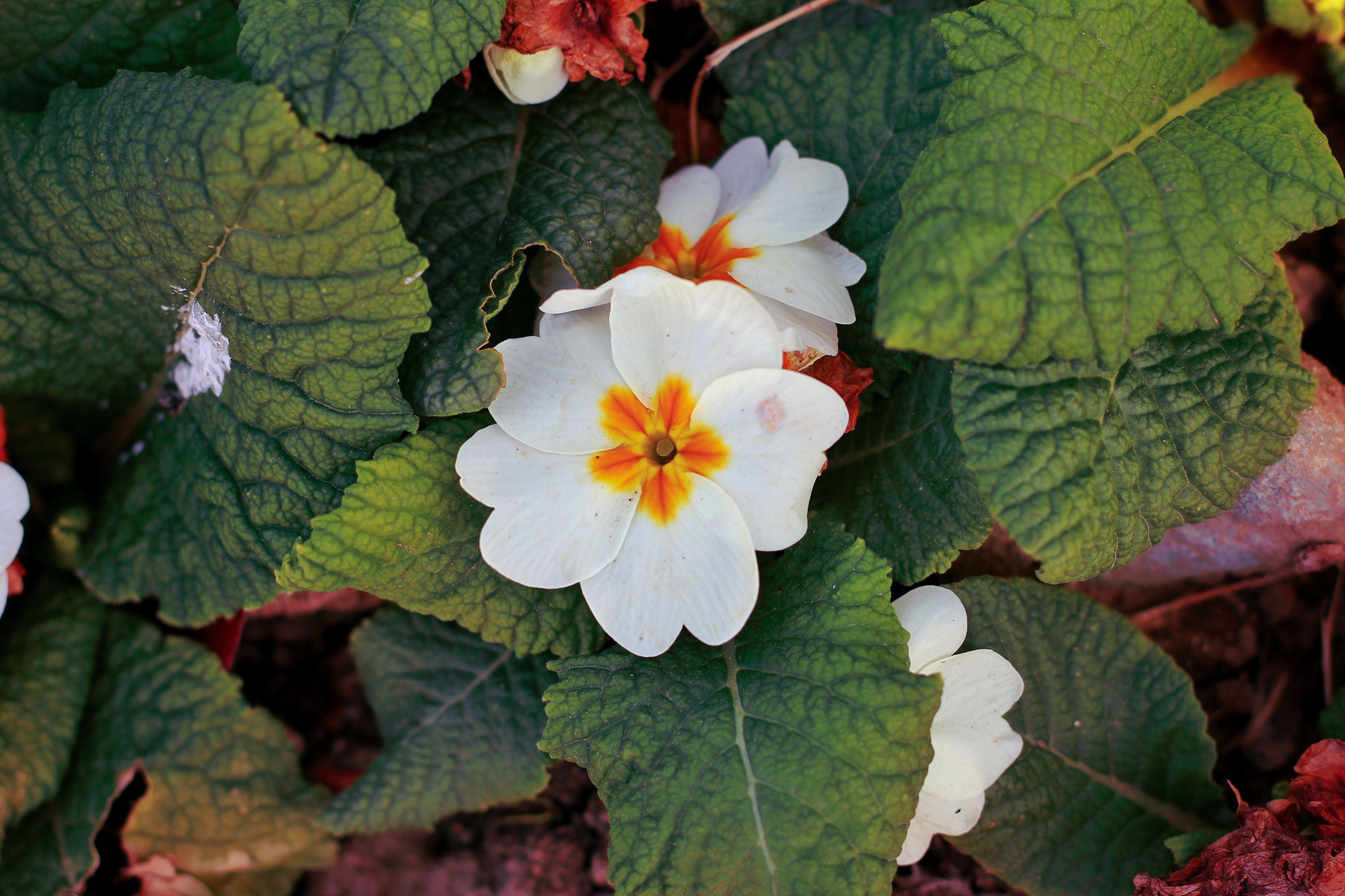 Close-up of Primrose Flowers Amidst Green Leaves · Free Stock Photo