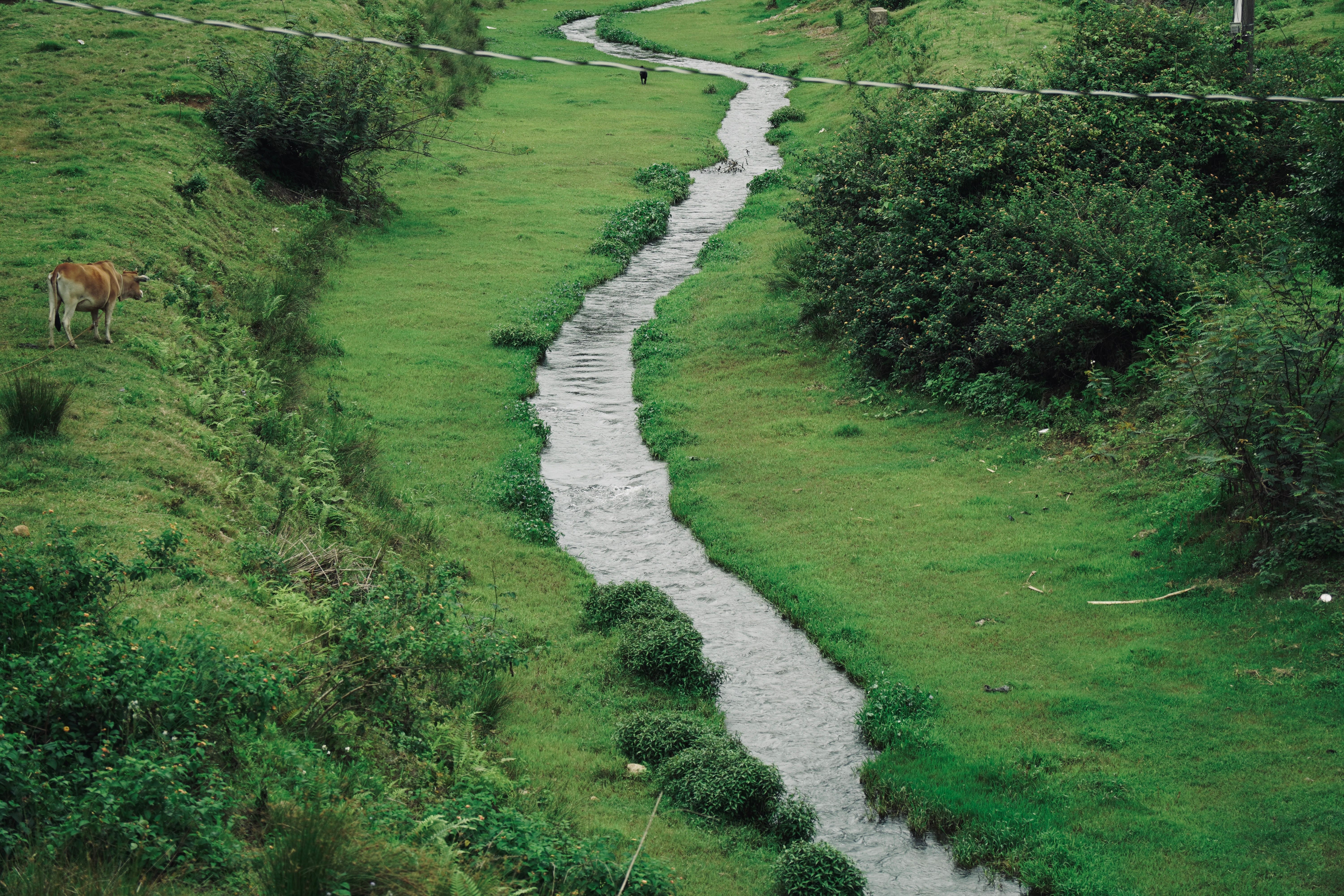 Serene Landscape with Stream and Grazing Cow · Free Stock Photo