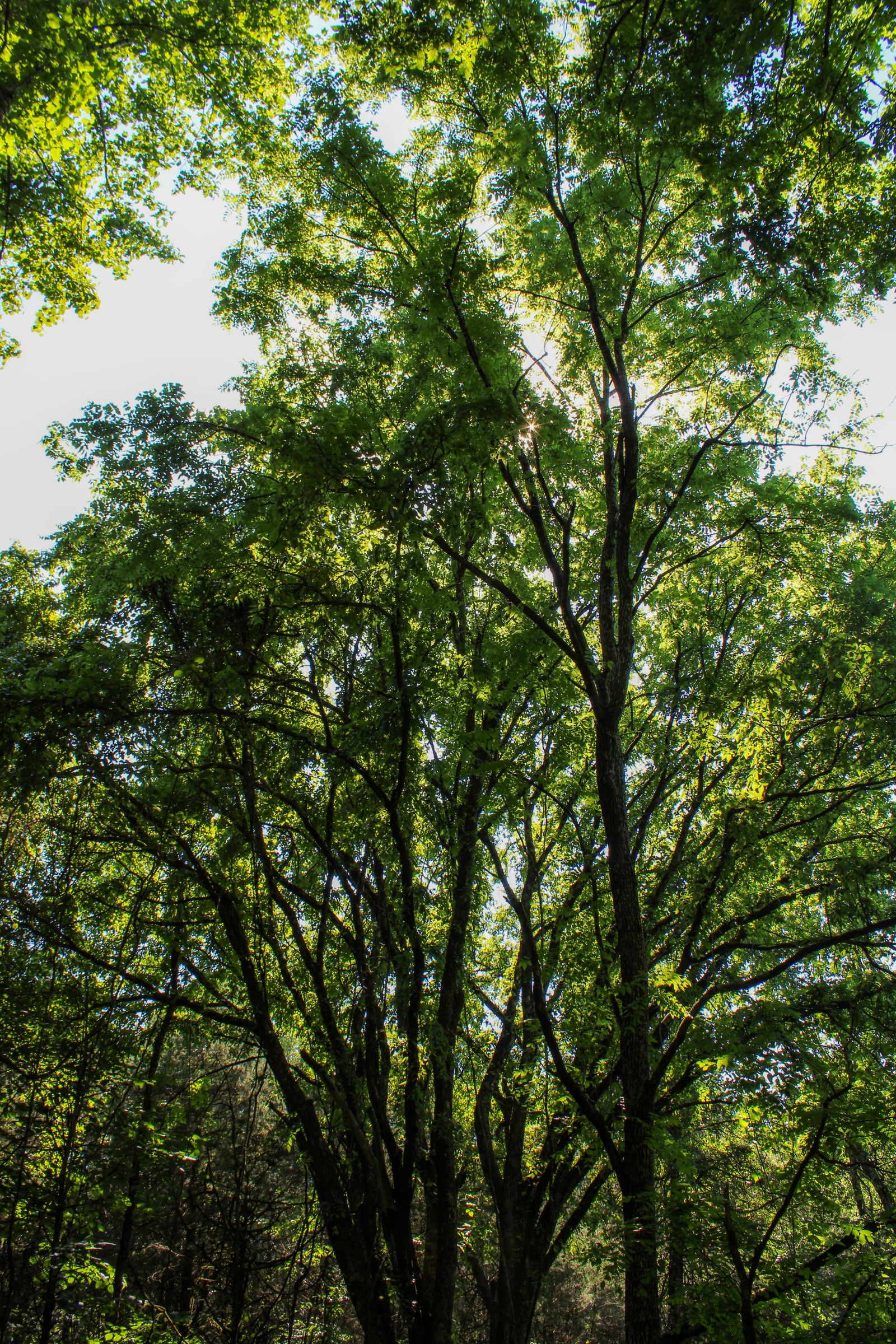 Sun Through Trees Photos, Download The BEST Free Sun Through Trees ...
