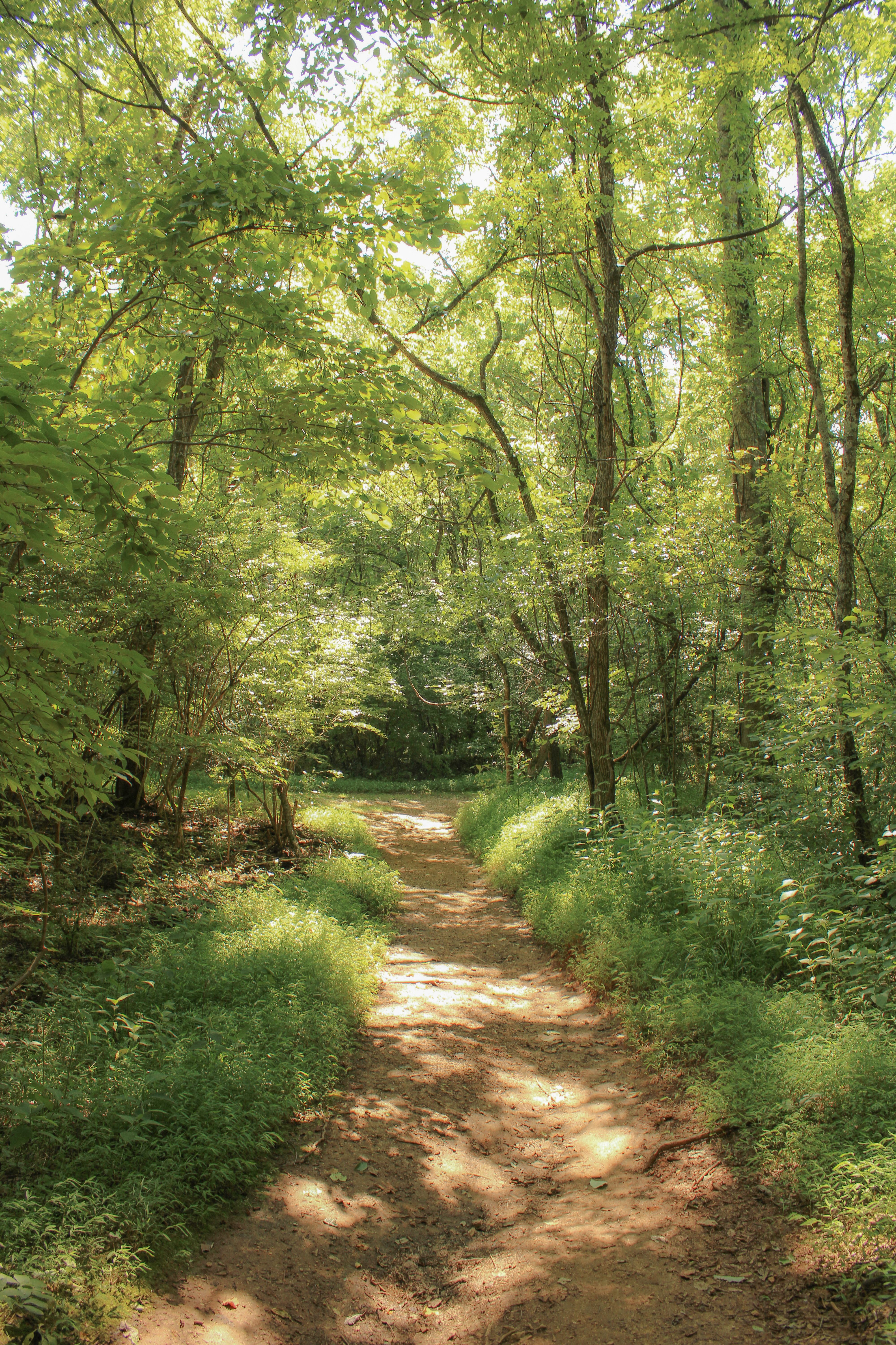 Serene Forest Pathway in Sunlit Woodland · Free Stock Photo