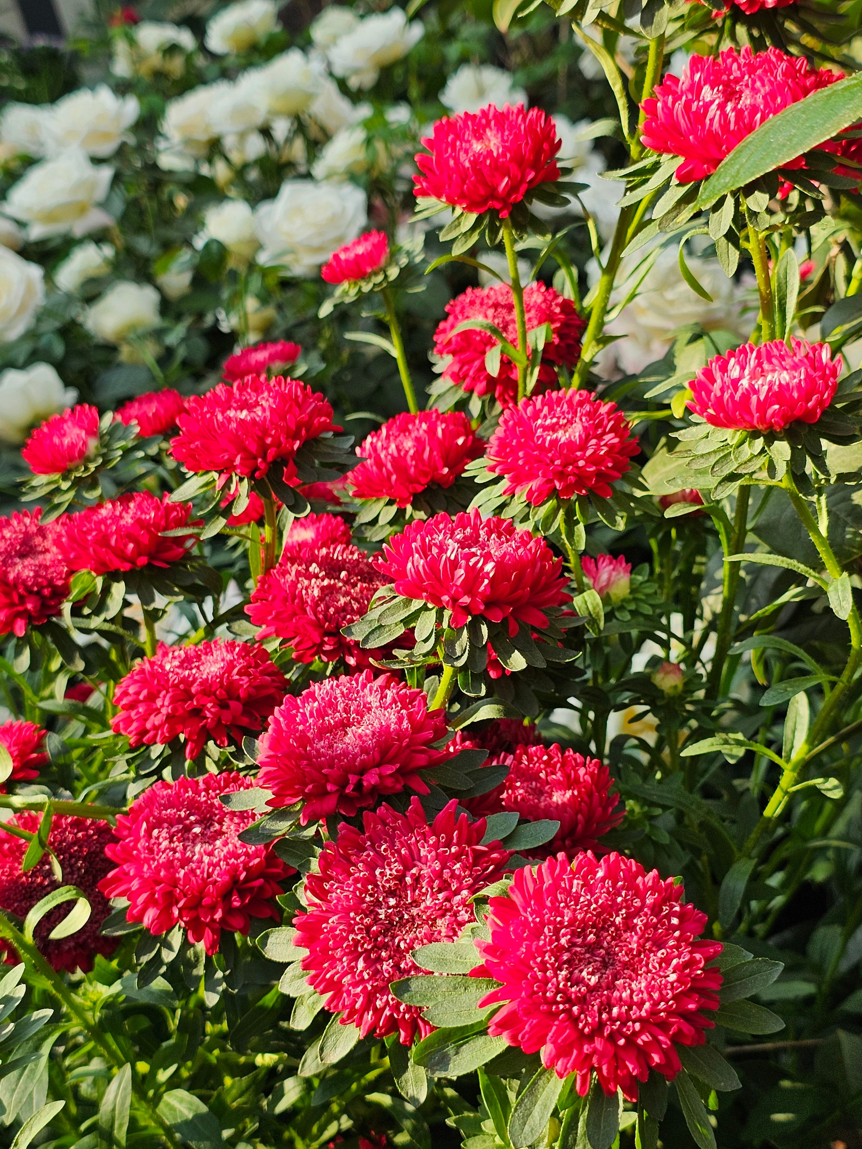 Xxxx Mums Photos, Download The BEST Free Xxxx Mums Stock Photos & HD Images