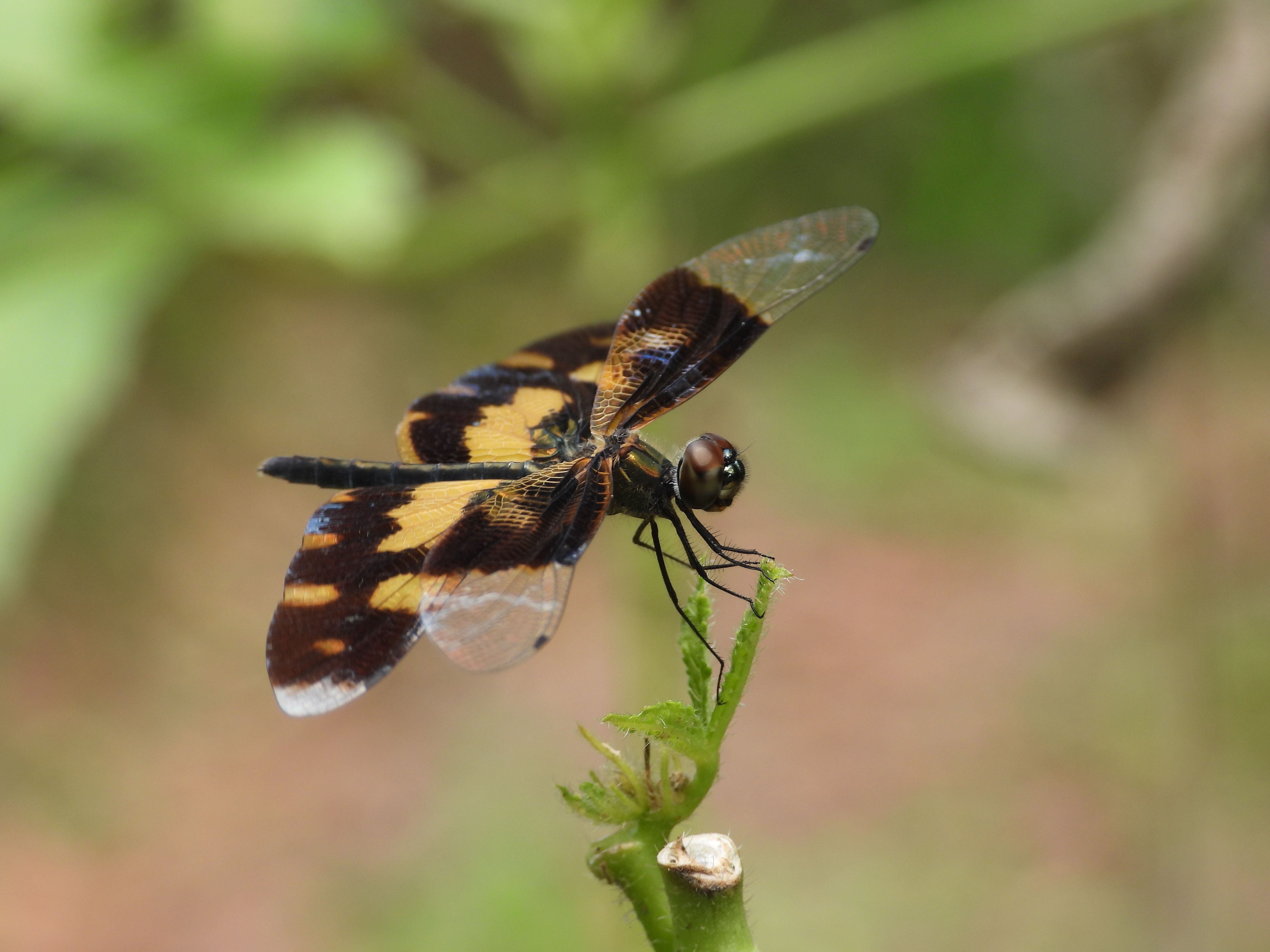 Close-up of a Colorful Dragonfly on a Plant in Sri Lanka · Free Stock Photo