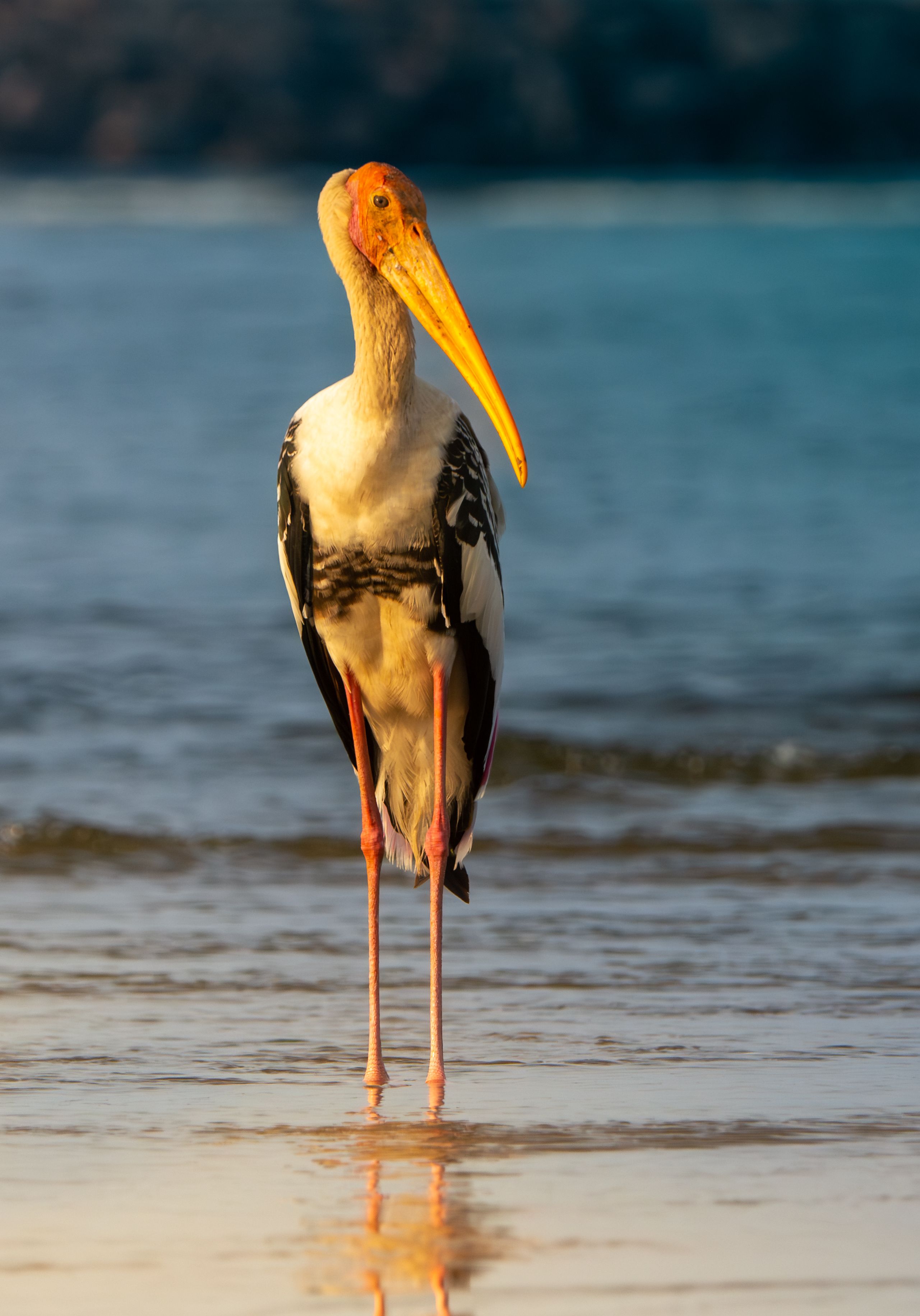 Painted Stork Standing by the Sea Shore · Free Stock Photo