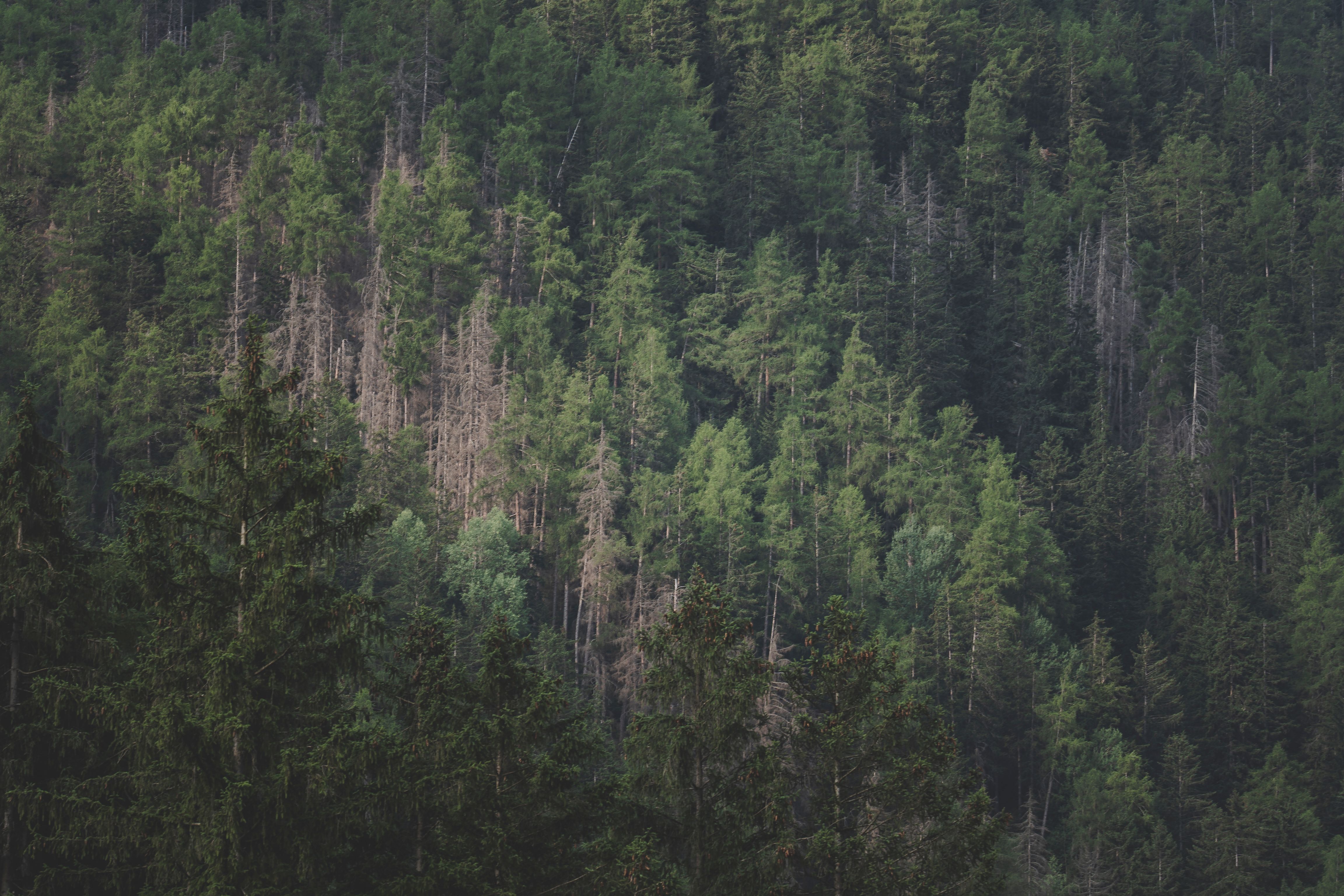 Lush Green Forest Landscape in Daylight · Free Stock Photo