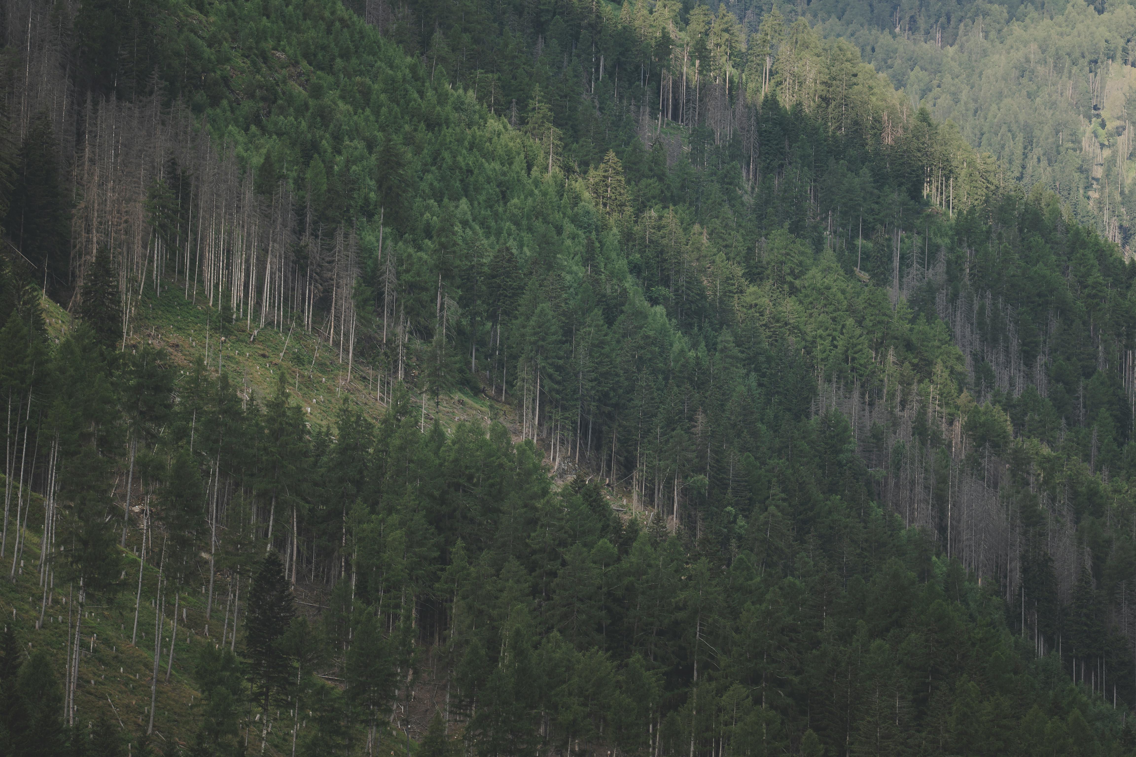 Tree Line Photos, Download The BEST Free Tree Line Stock Photos & HD Images