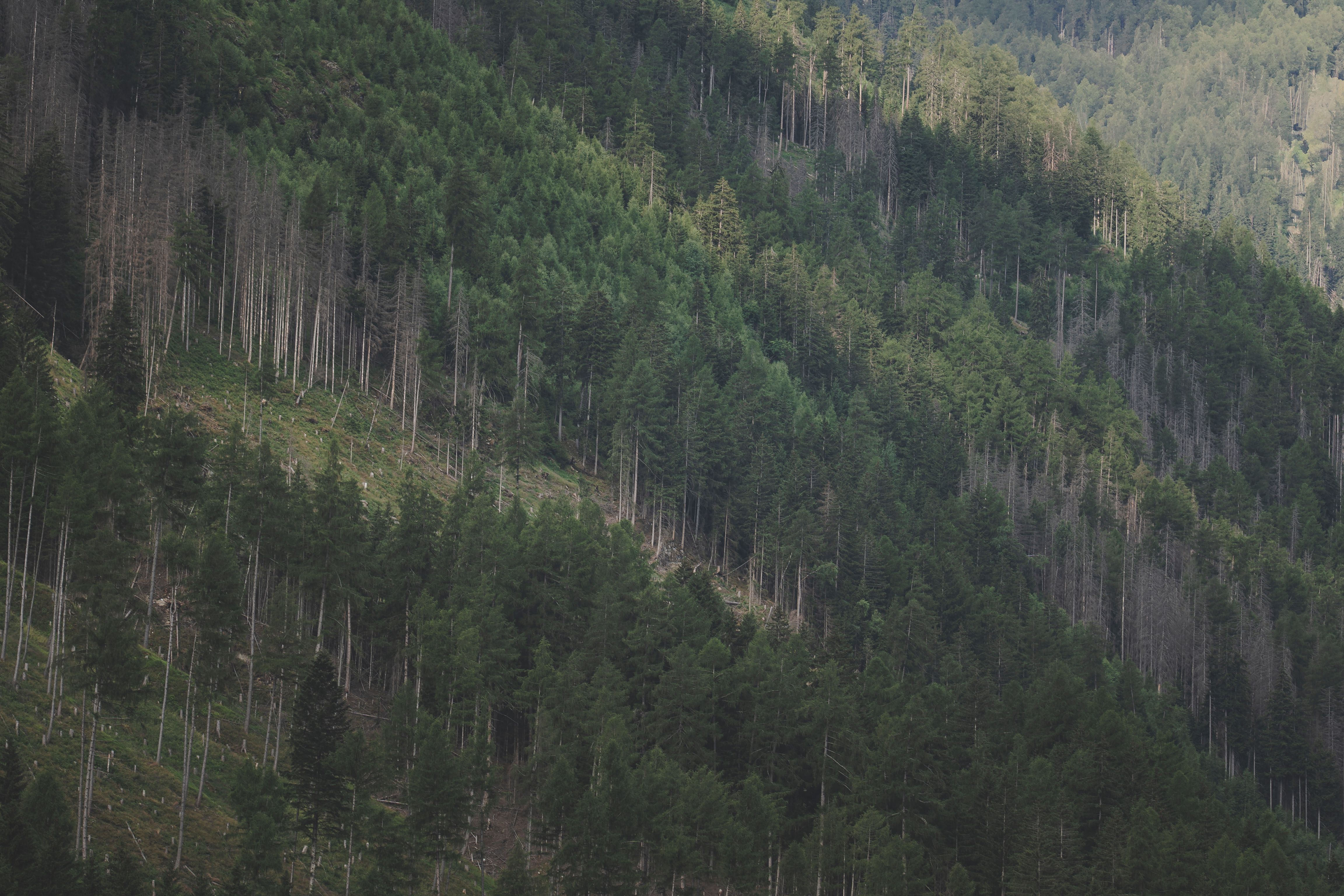 Dense Evergreen Forest on Mountain Slope · Free Stock Photo