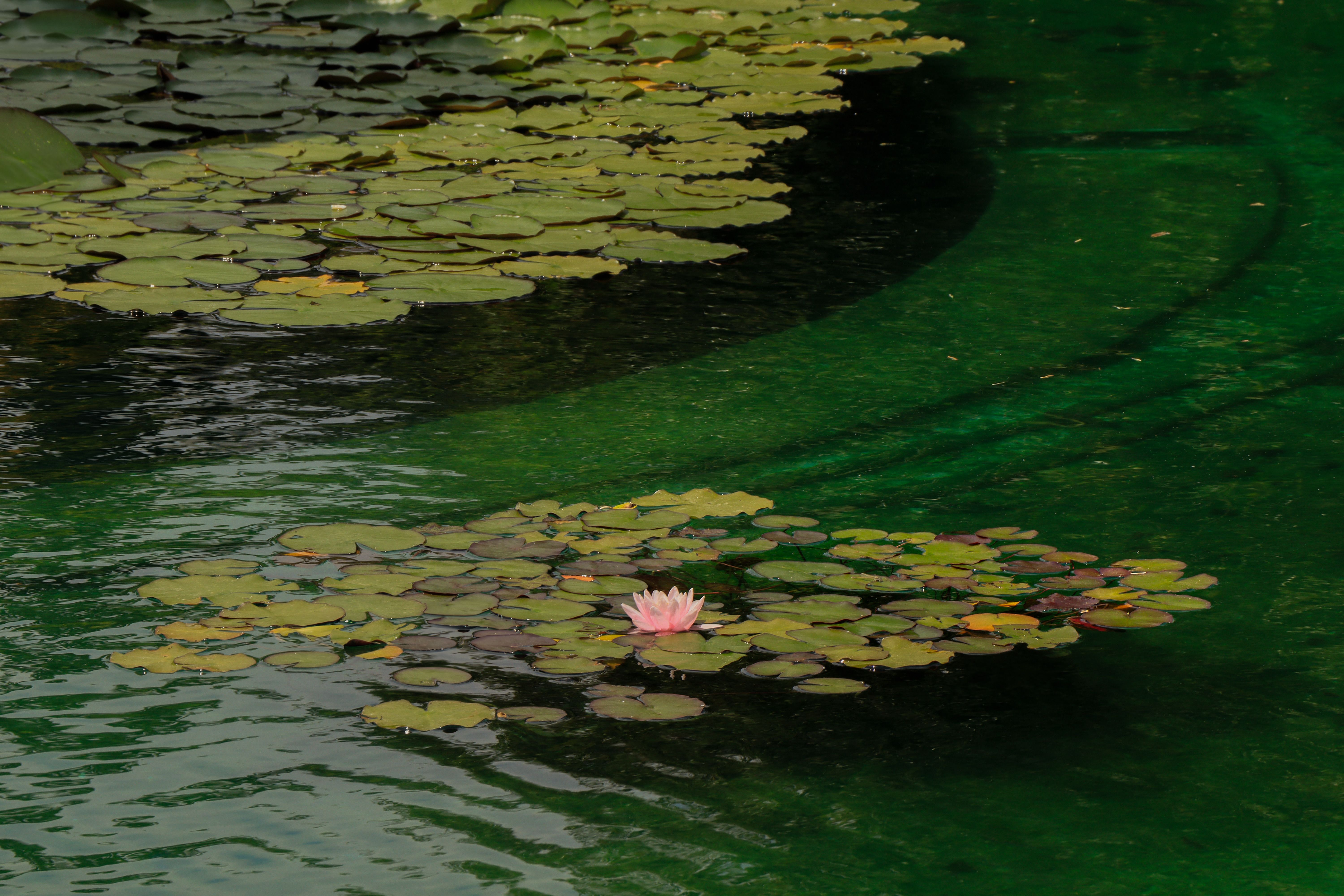 Serene Water Lily Pond Scene with Green Foliage · Free Stock Photo