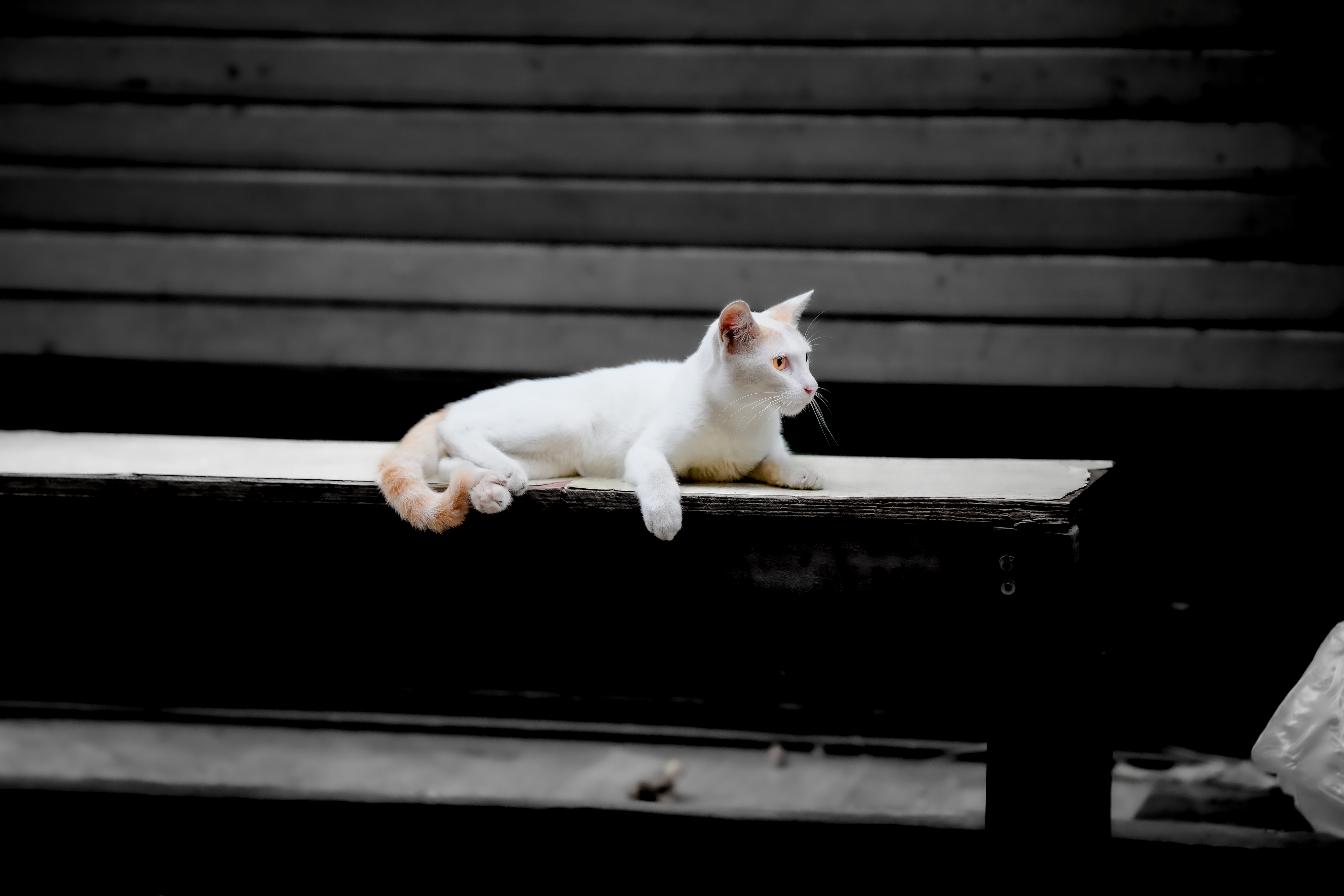 Gatito Blanco Esperando La Oración · Foto de stock gratuita