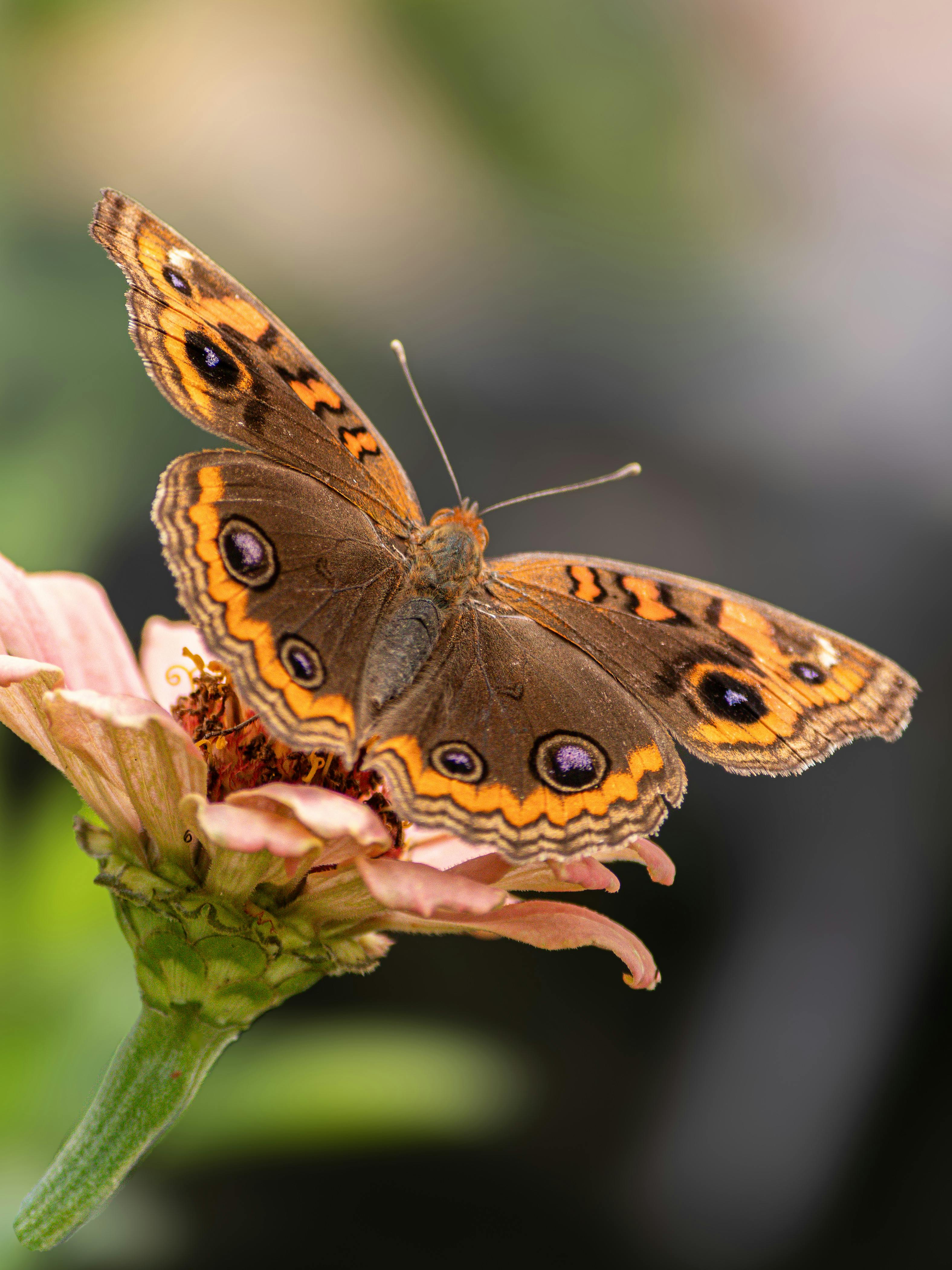 Close Up Butterfly Photos, Download The BEST Free Close Up Butterfly ...
