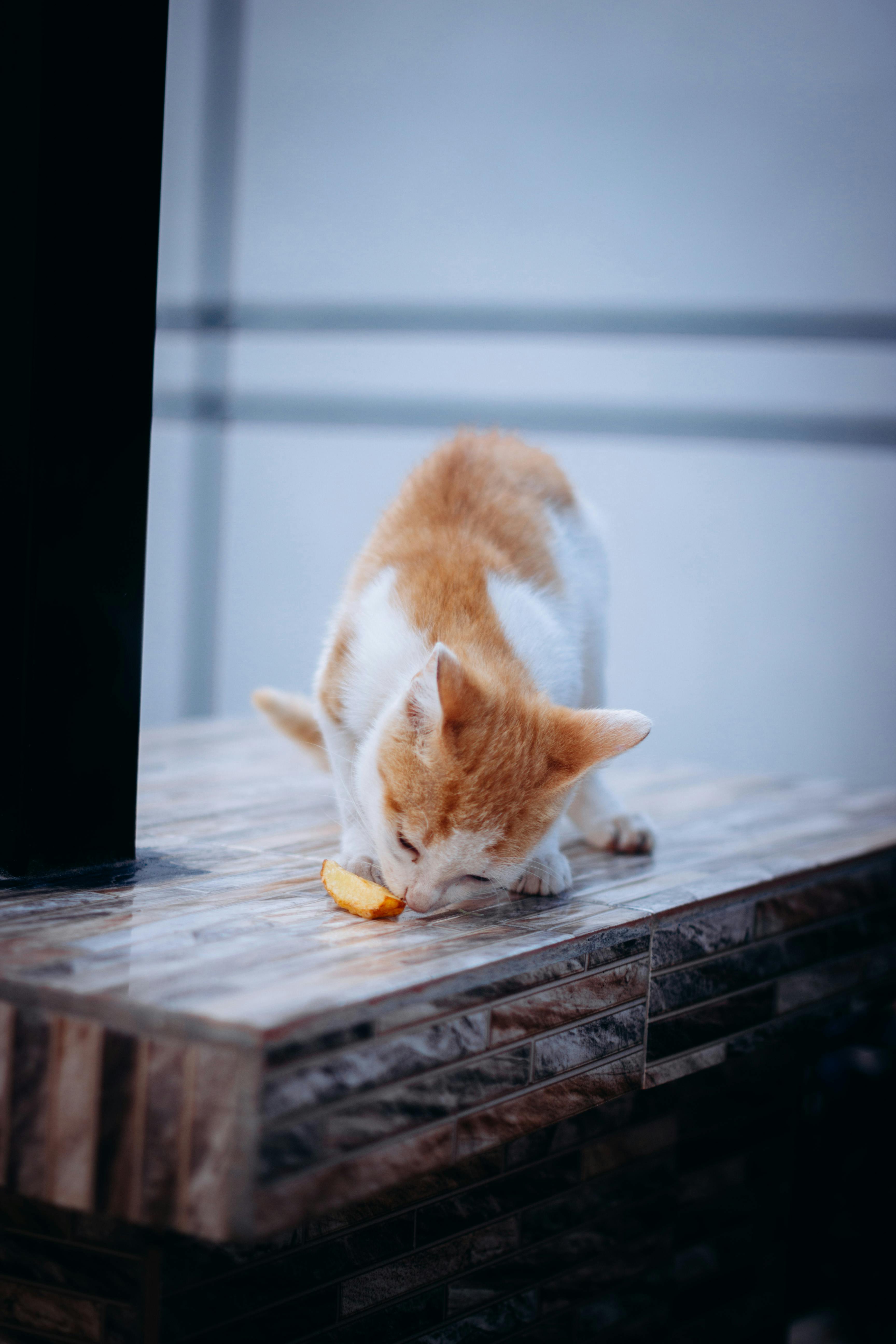 Ginger Cat Eating on Marble Table · Free Stock Photo