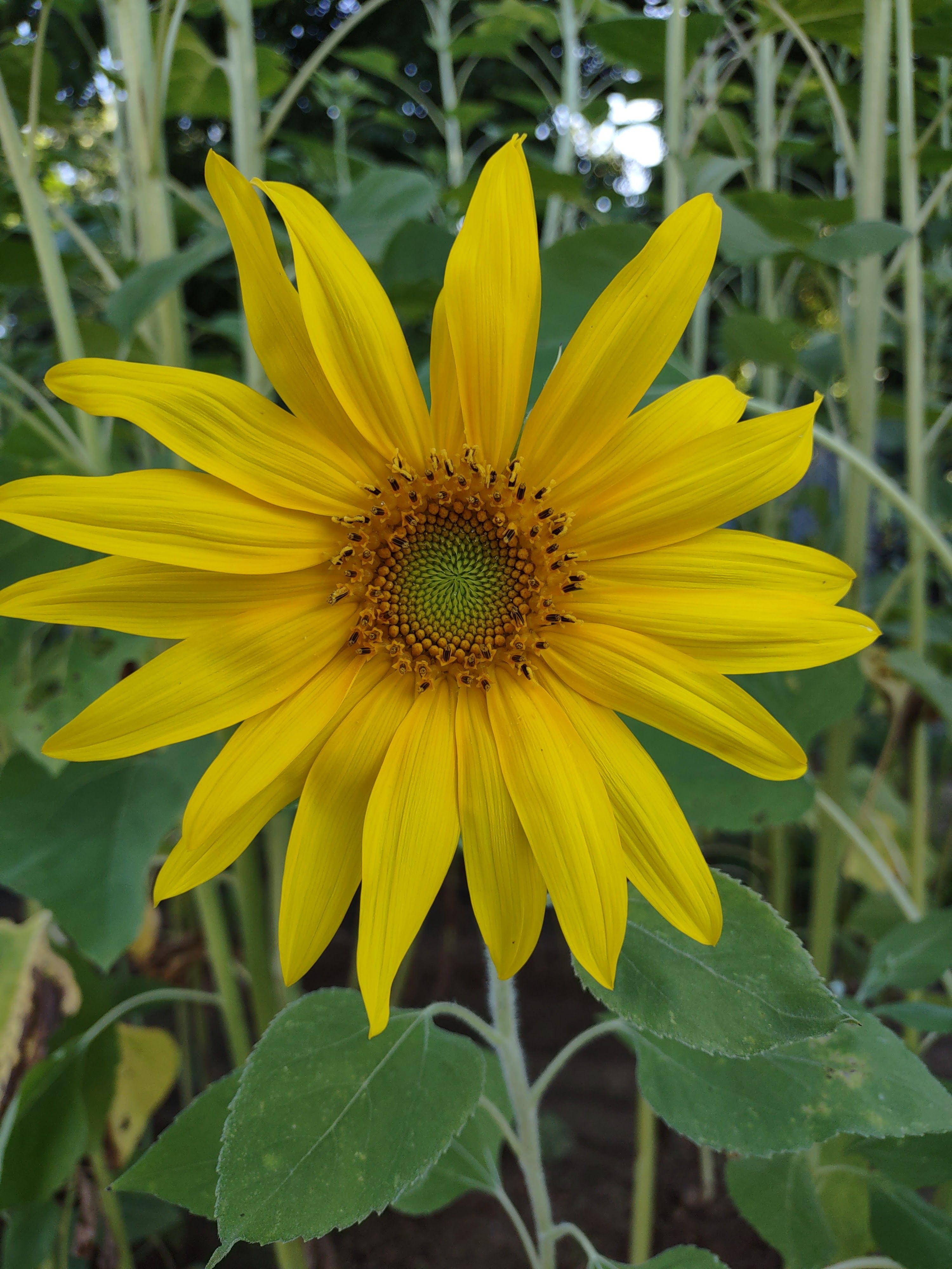 Gyumolcs Stem Ze Photos, Download The BEST Free Gyumolcs Stem Ze Stock ...