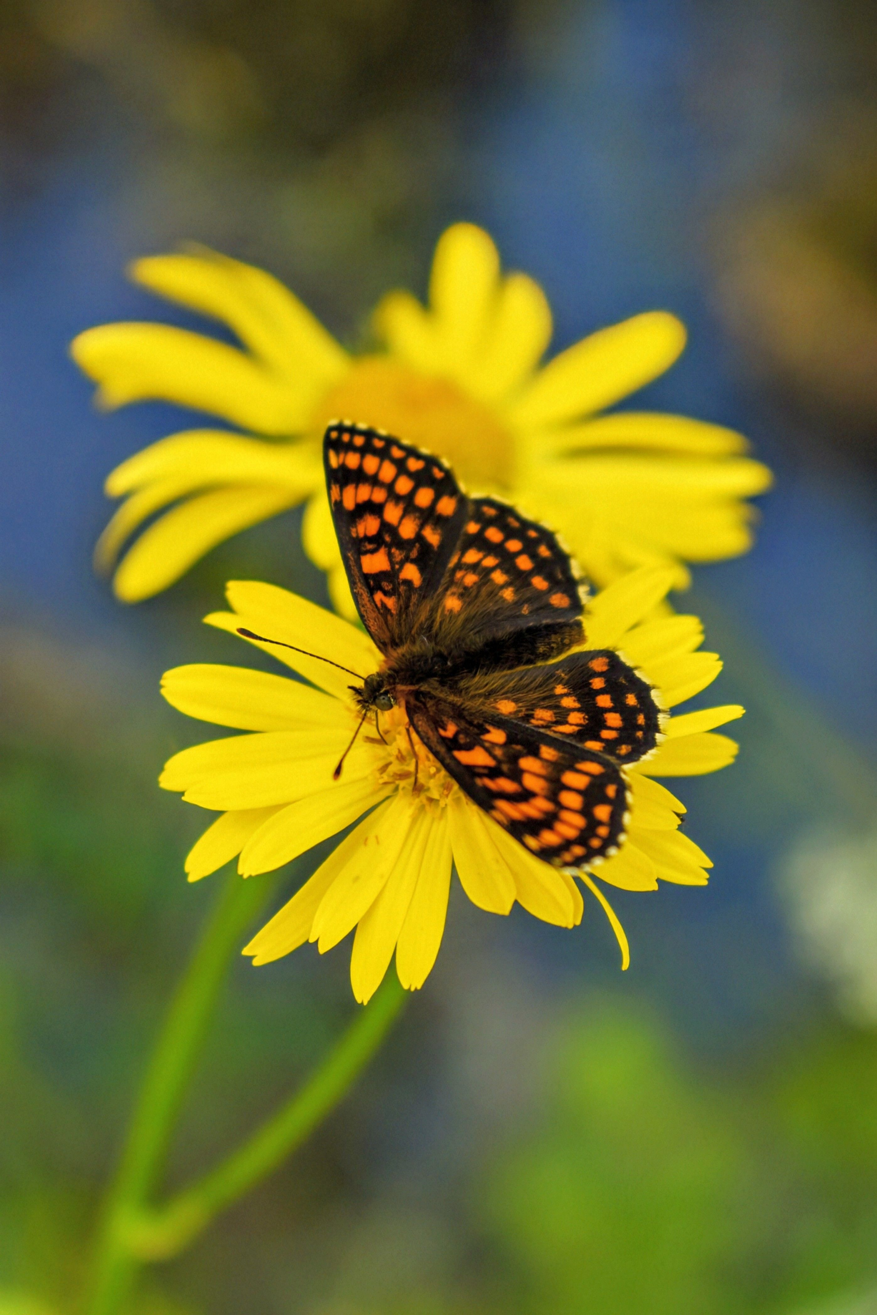 Butterfly In Garden Potrait Photos, Download The BEST Free Butterfly In ...