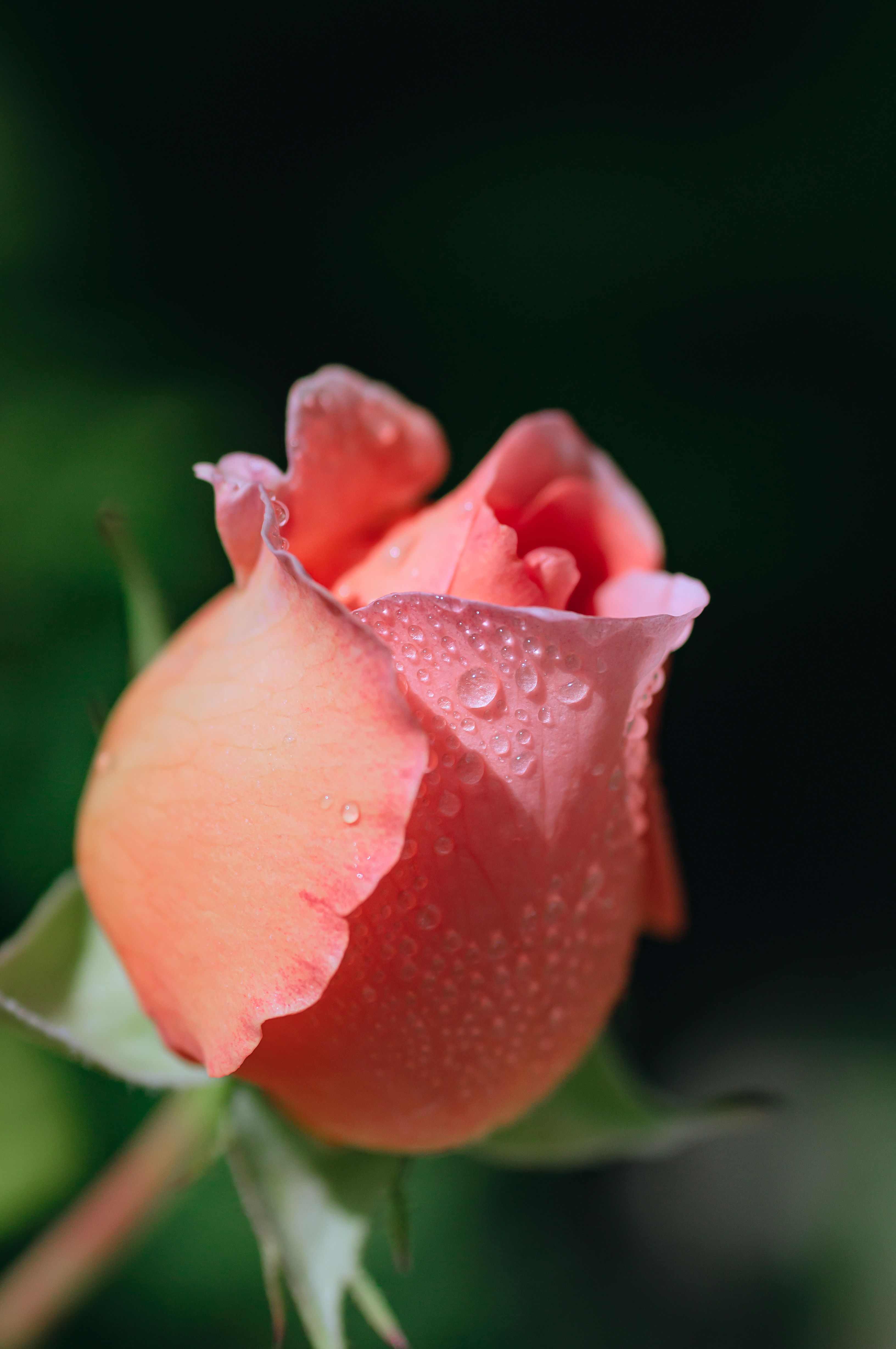 Close-Up of Dew-Kissed Coral Rose Bud · Free Stock Photo