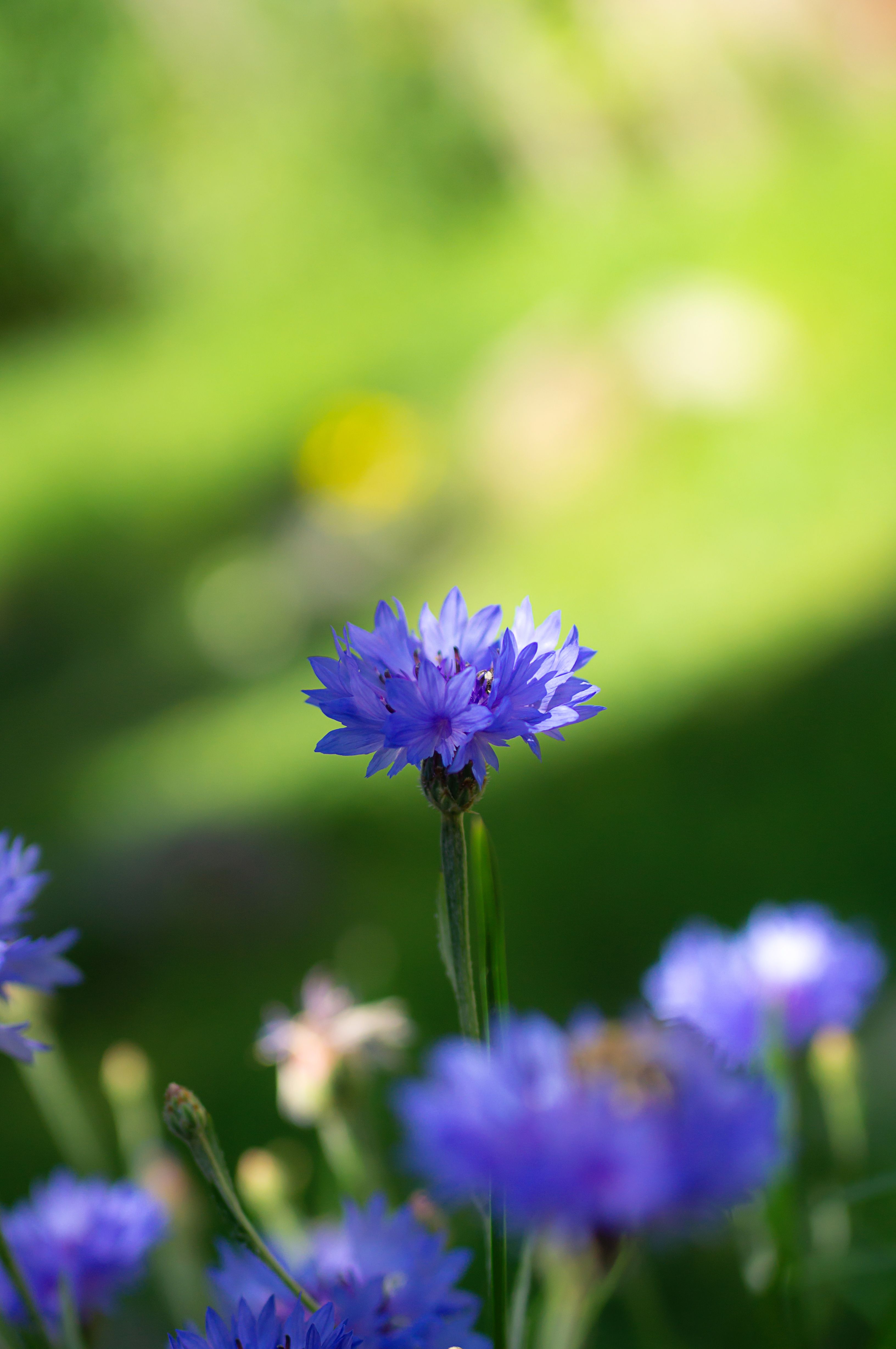 A close up of blue flowers in a garden · Free Stock Photo