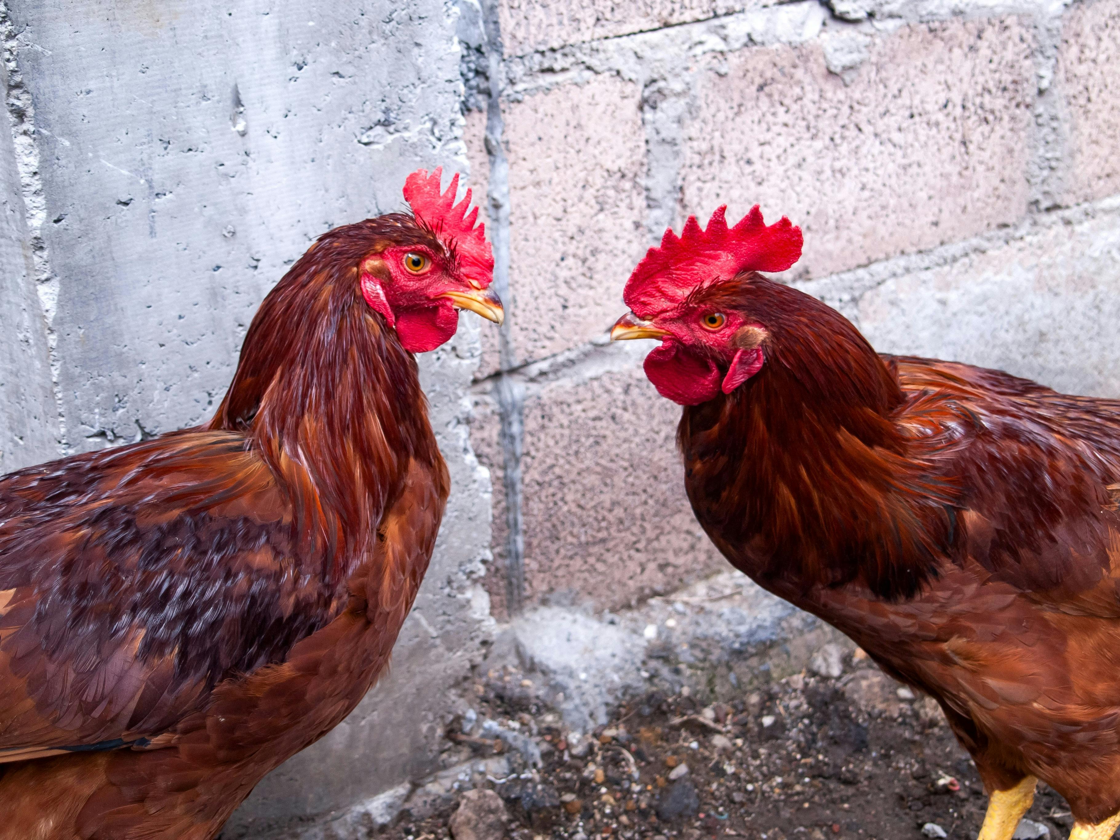 Robot Chickens Photos, Download The BEST Free Robot Chickens Stock ...