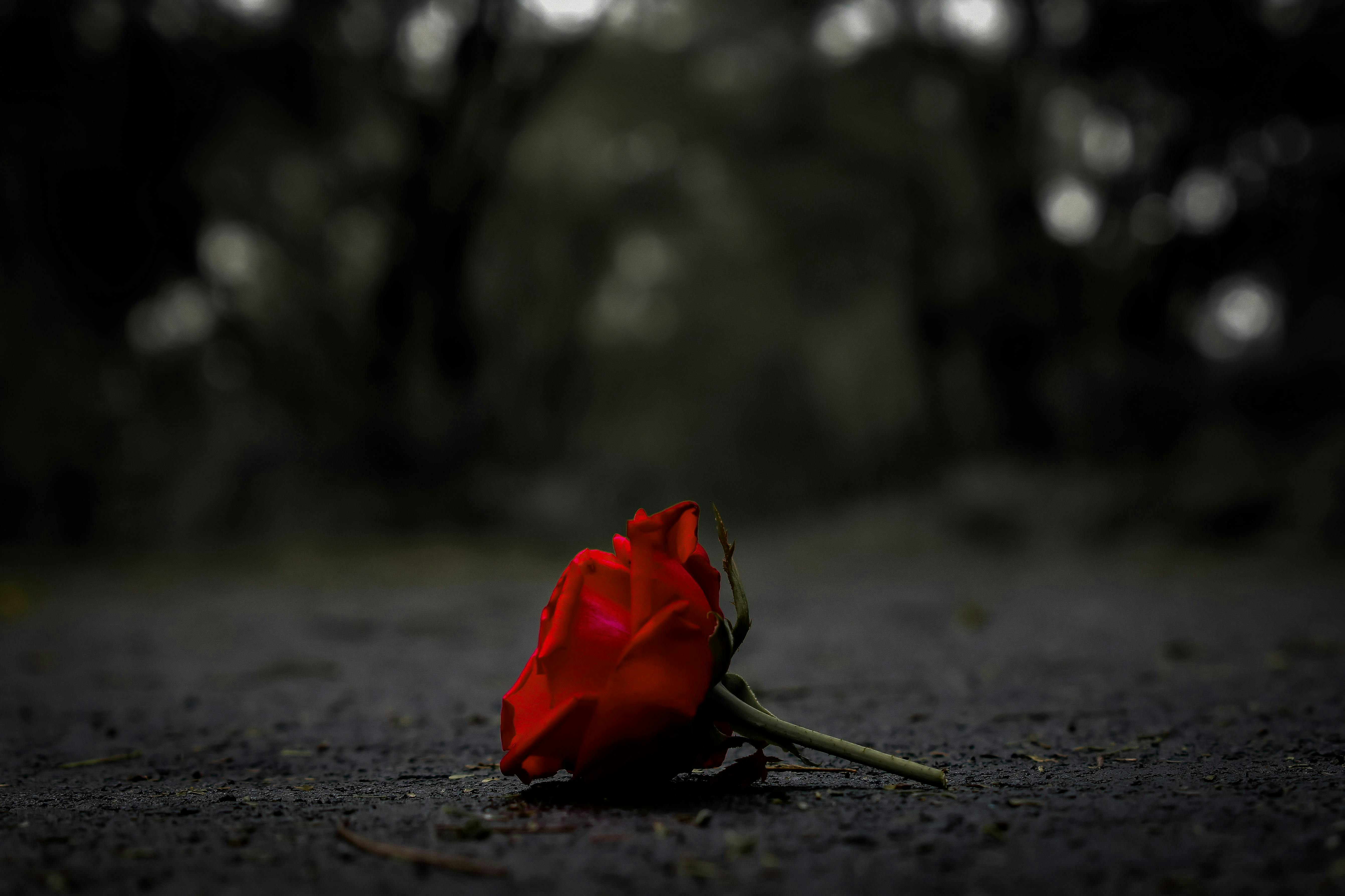 Heartbreak Photos, Download The BEST Free Heartbreak Stock Photos & HD ...