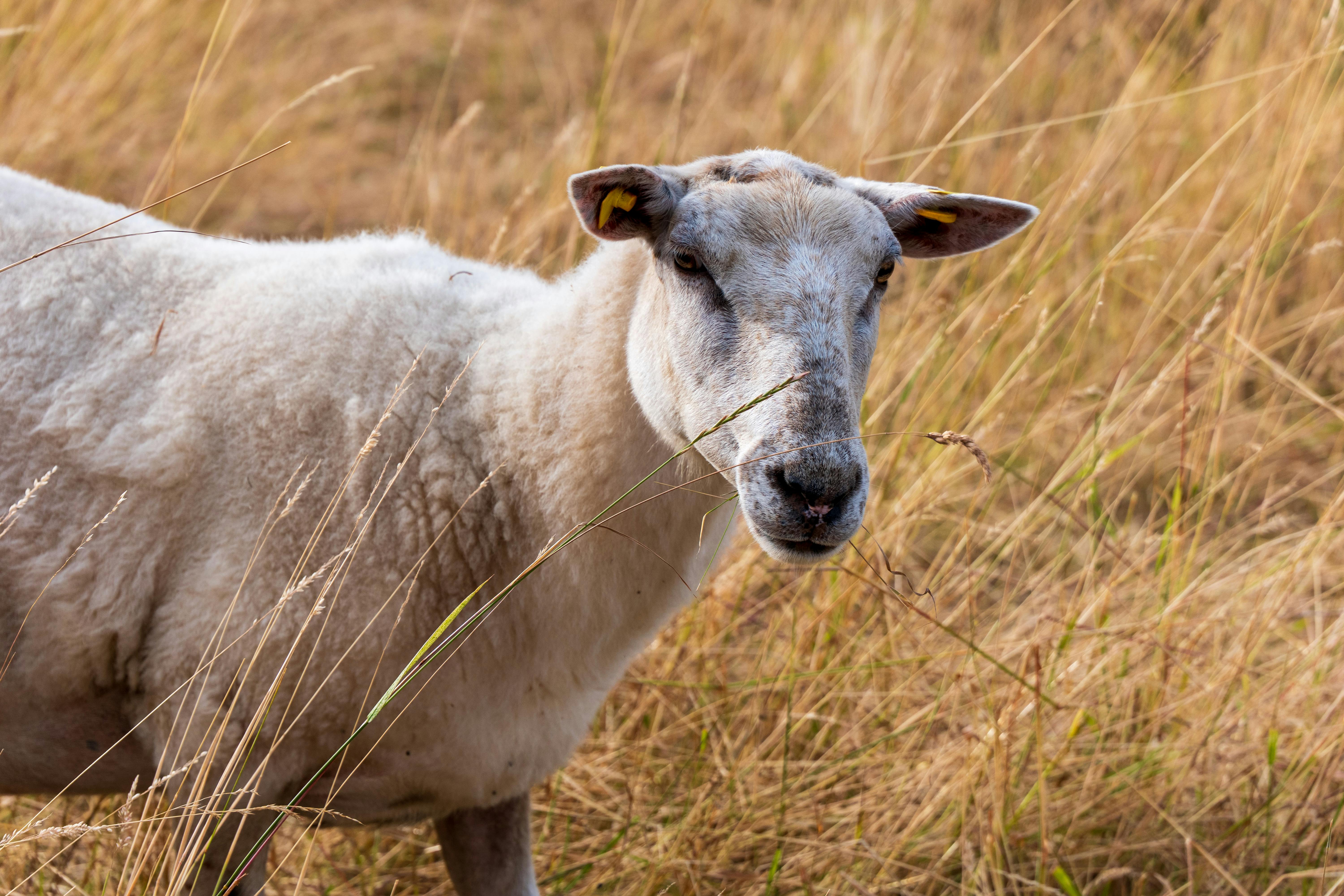 Sheep Bac Photos, Download The BEST Free Sheep Bac Stock Photos & HD Images