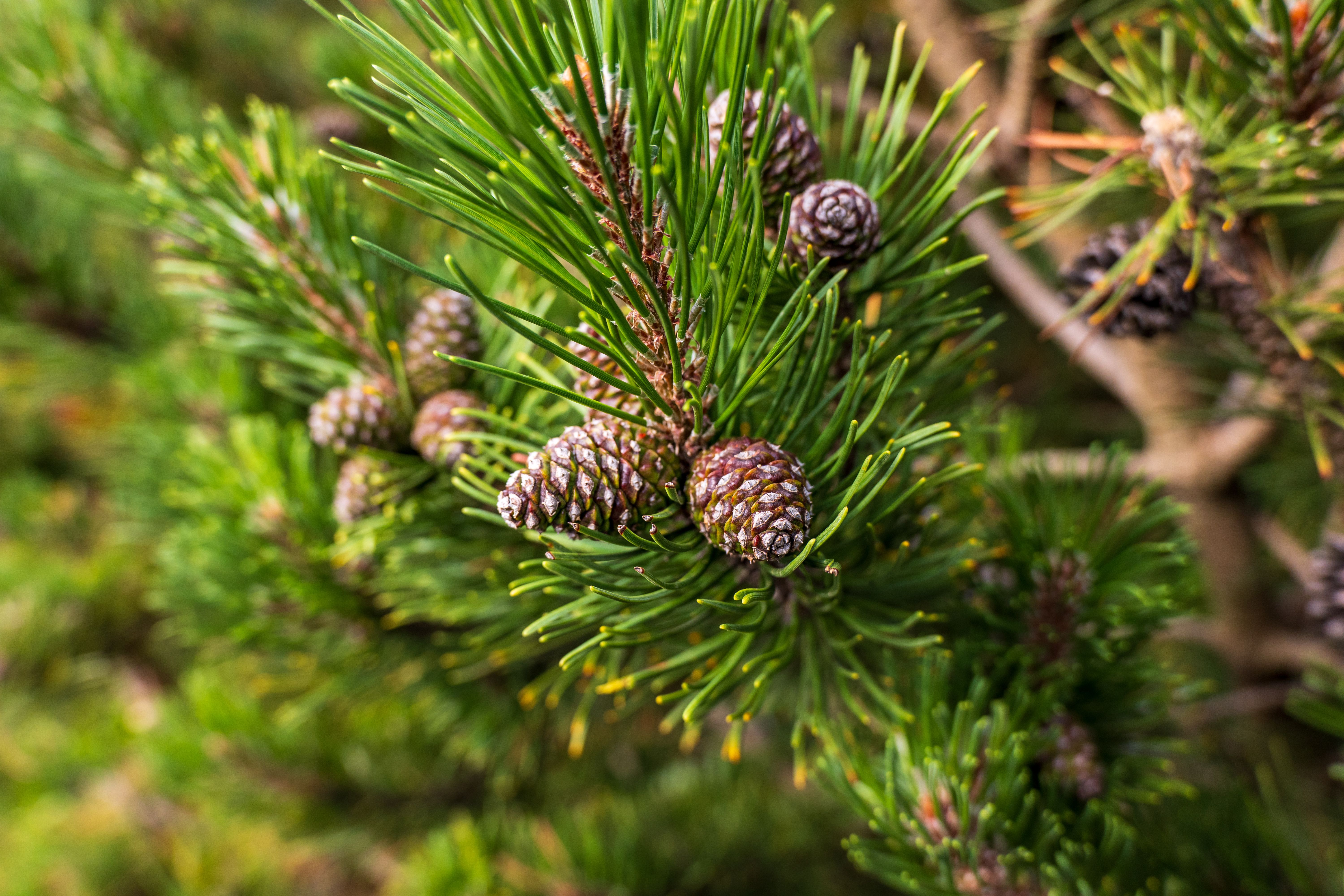 Close-up of Pine Cones on Evergreen Branch · Free Stock Photo