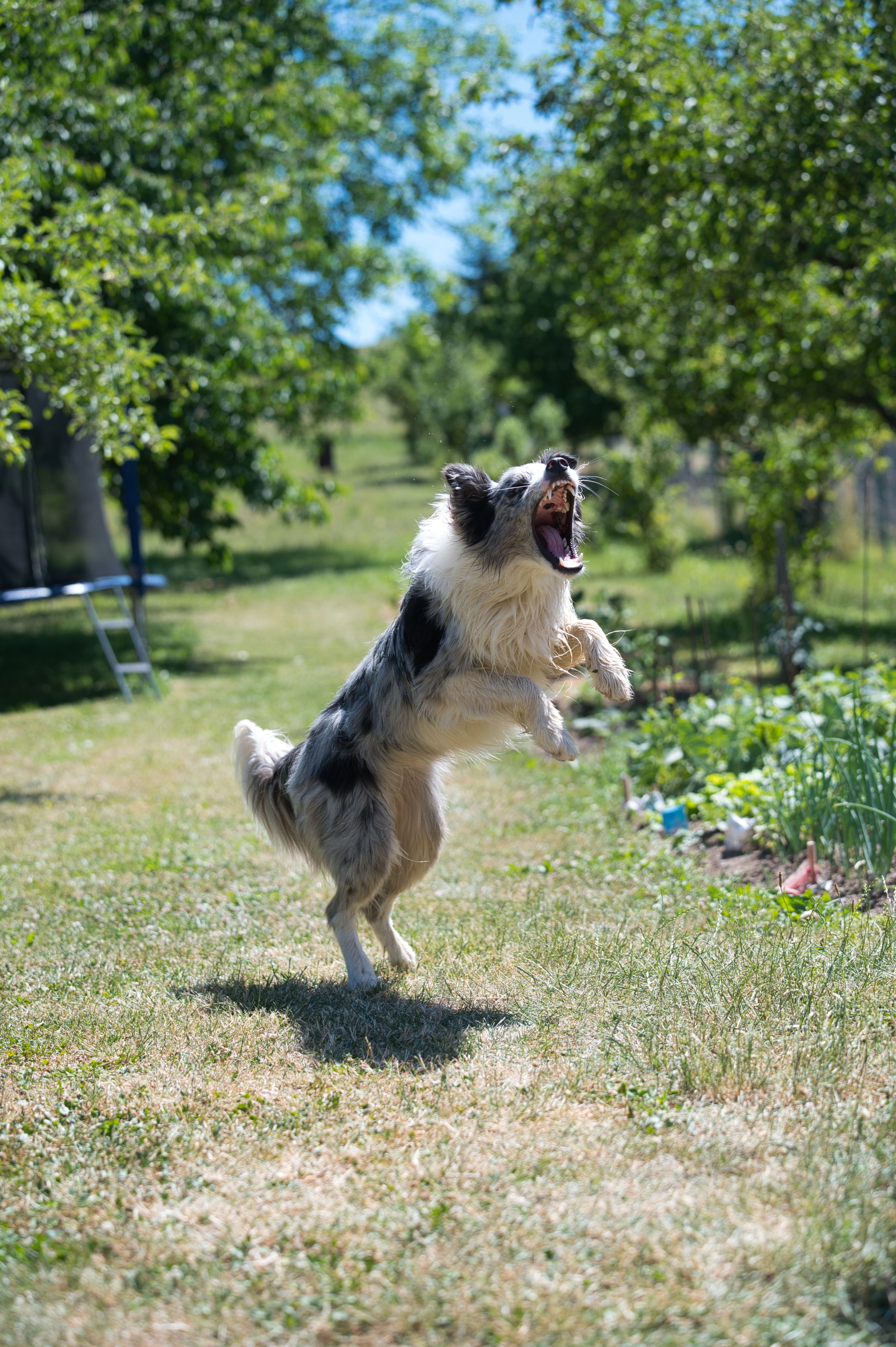 Energetic Border Collie Jumping Outdoors · Free Stock Photo