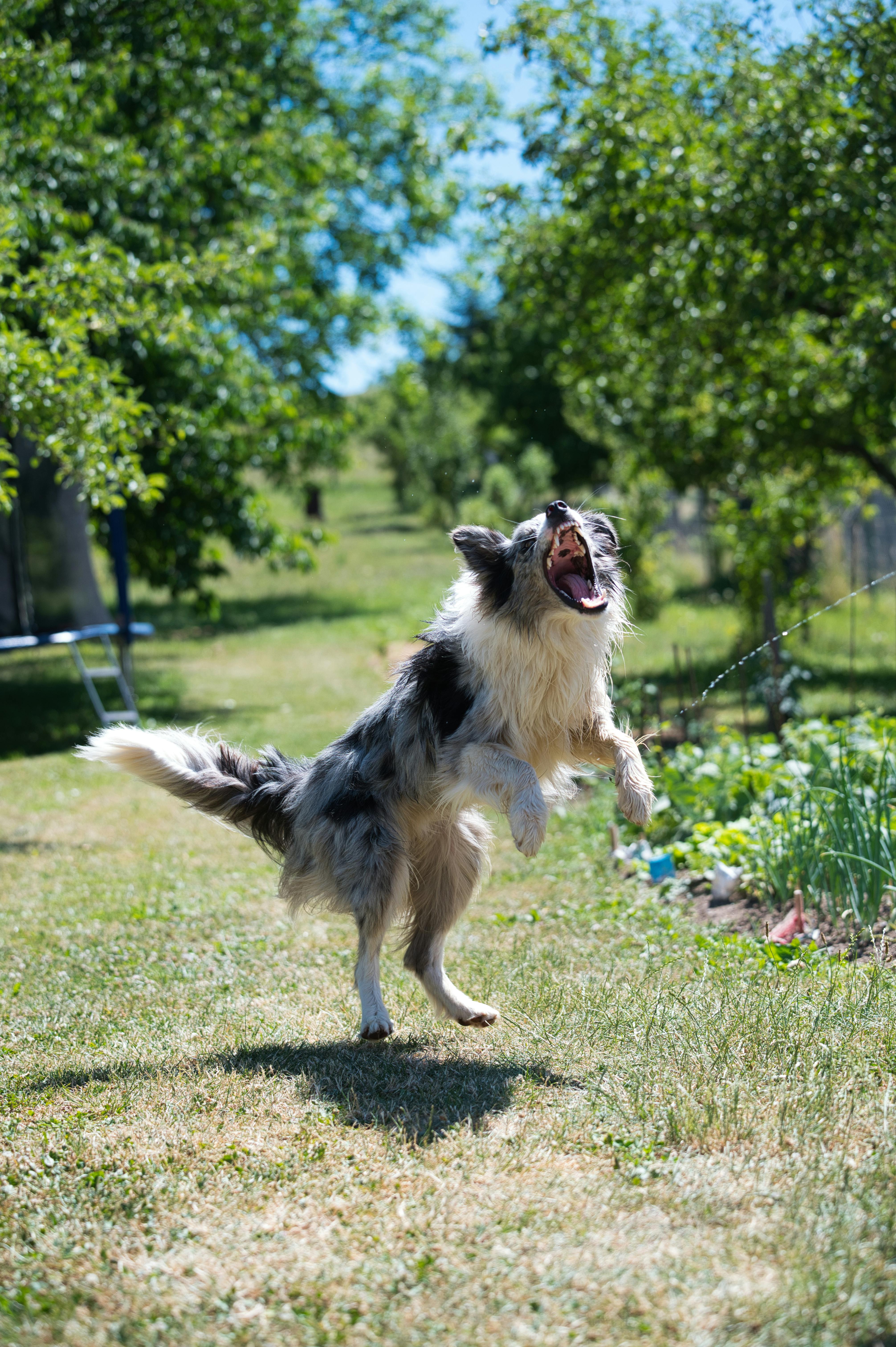 Dog Barking Loudly Photos, Download The BEST Free Dog Barking Loudly ...