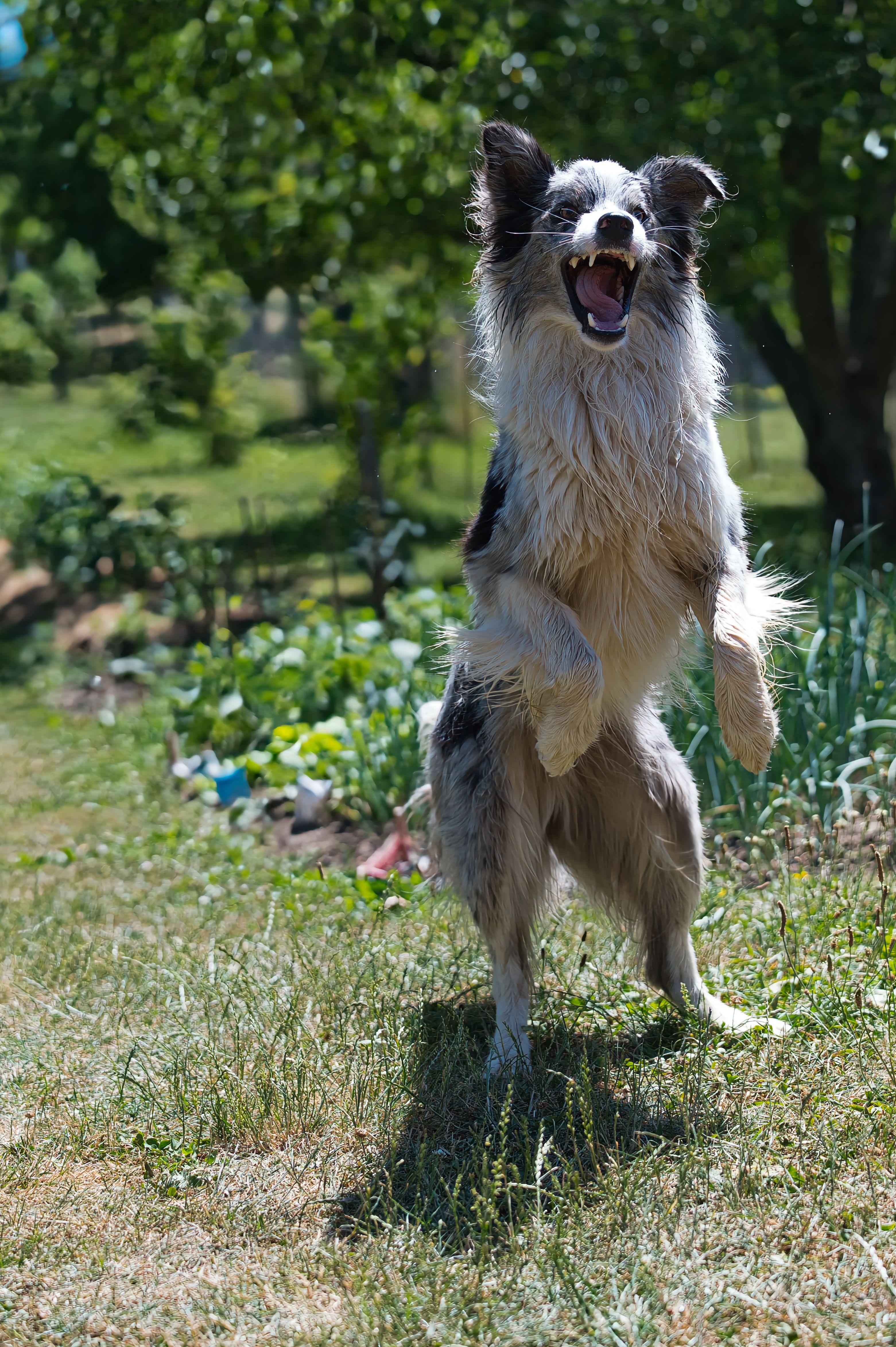 Energetic Border Collie Leaping Outdoors · Free Stock Photo