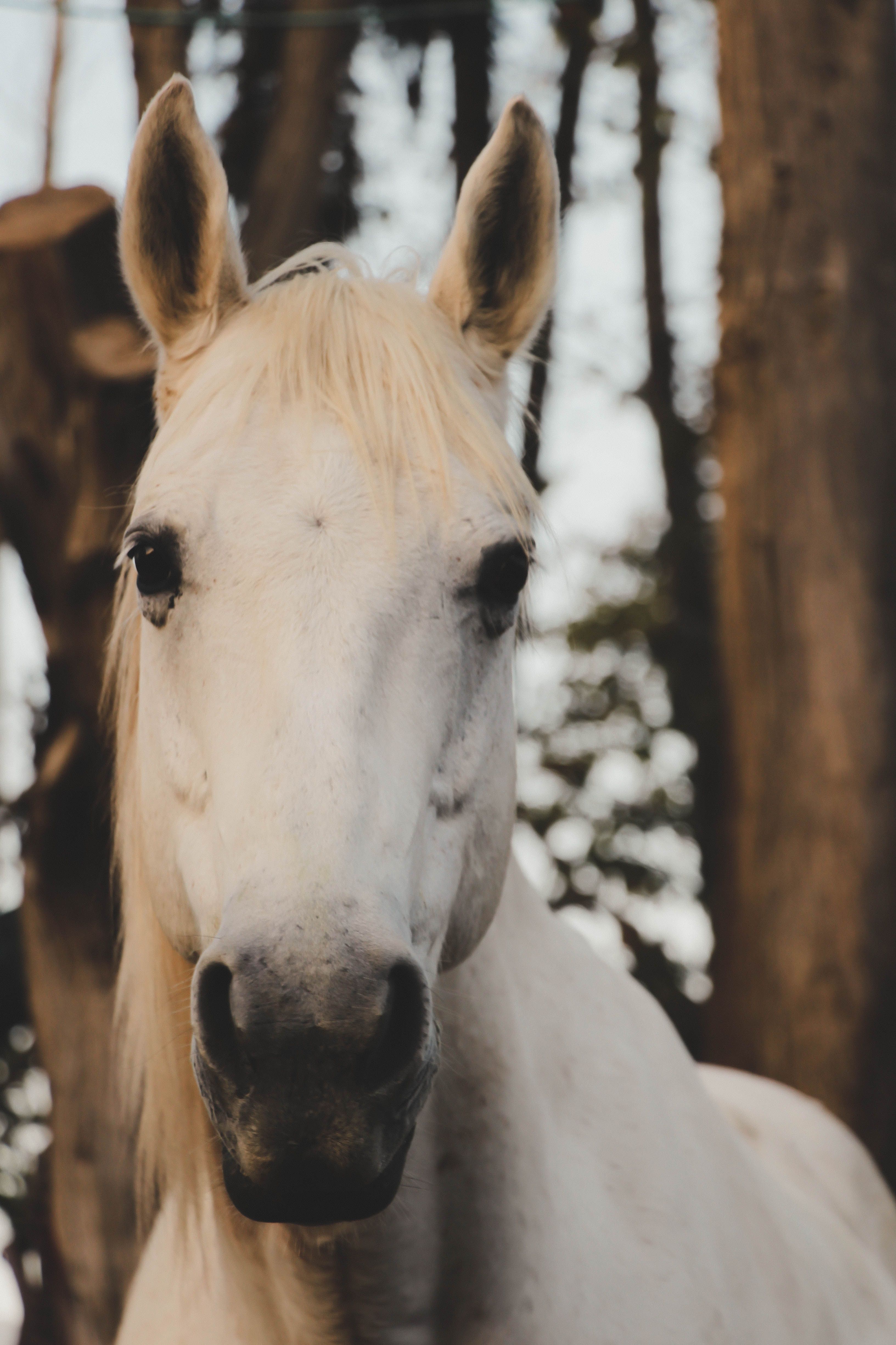Horse Front Facing Photos, Download The BEST Free Horse Front Facing ...