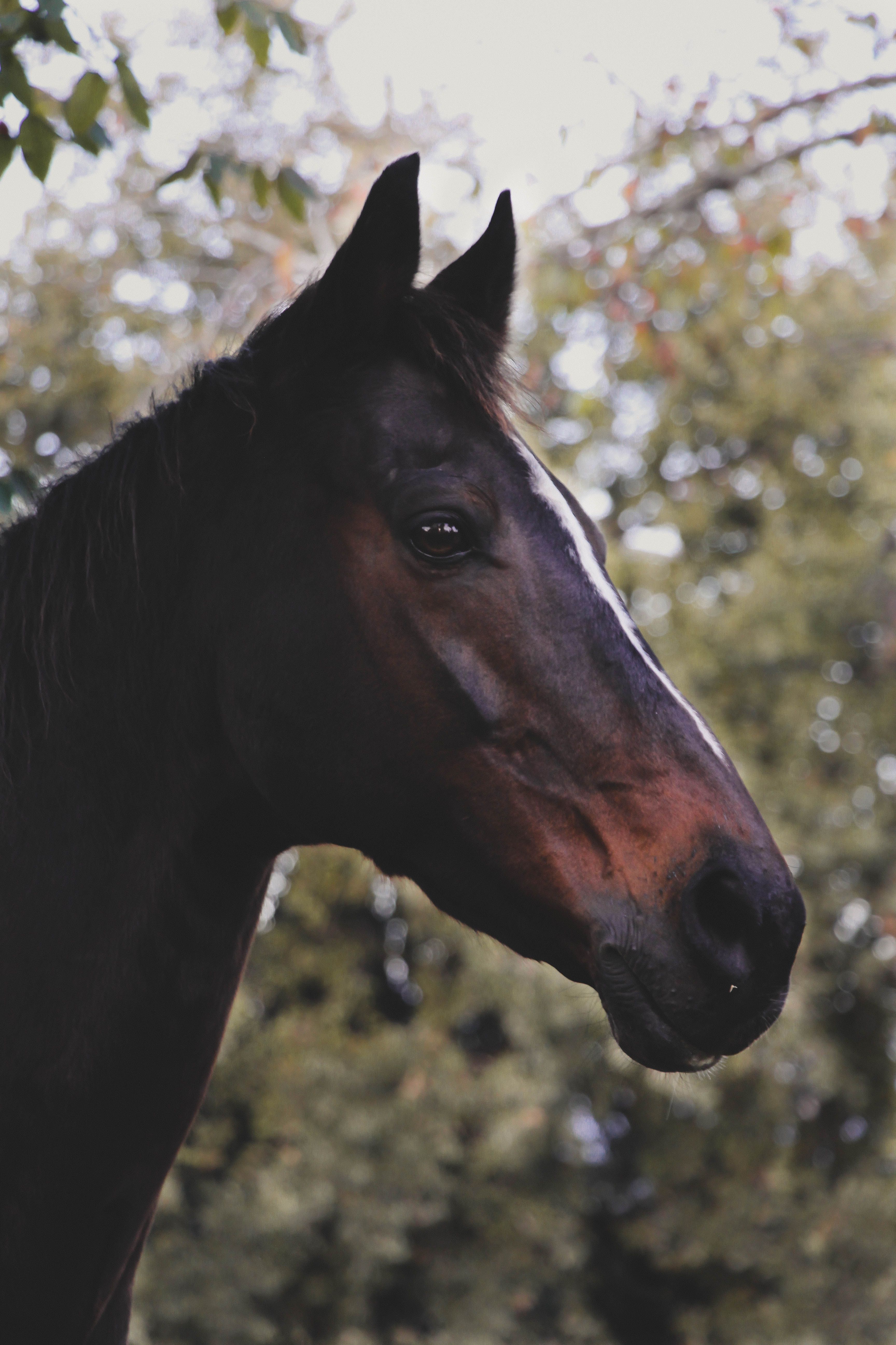 Horse Profile Photos, Download The BEST Free Horse Profile Stock Photos ...