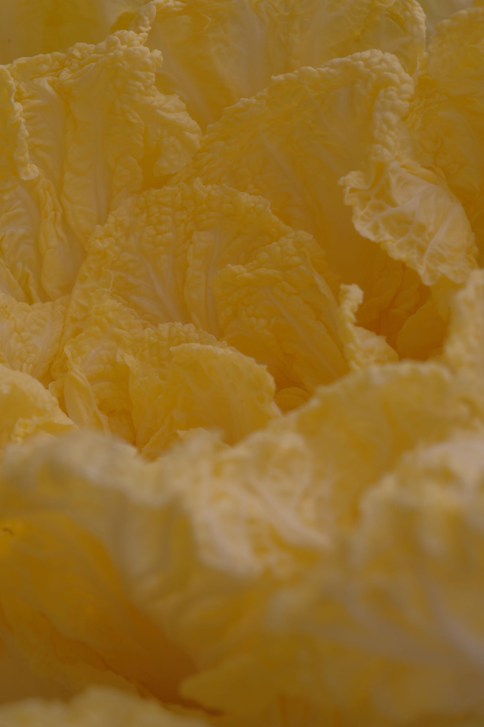 Pale Yellow Color Photos, Download The BEST Free Pale Yellow Color ...