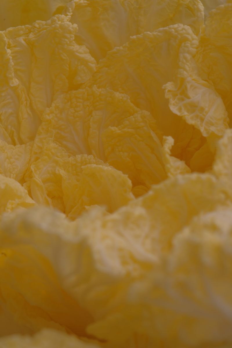 Pale Yellow Color Photos, Download The BEST Free Pale Yellow Color ...