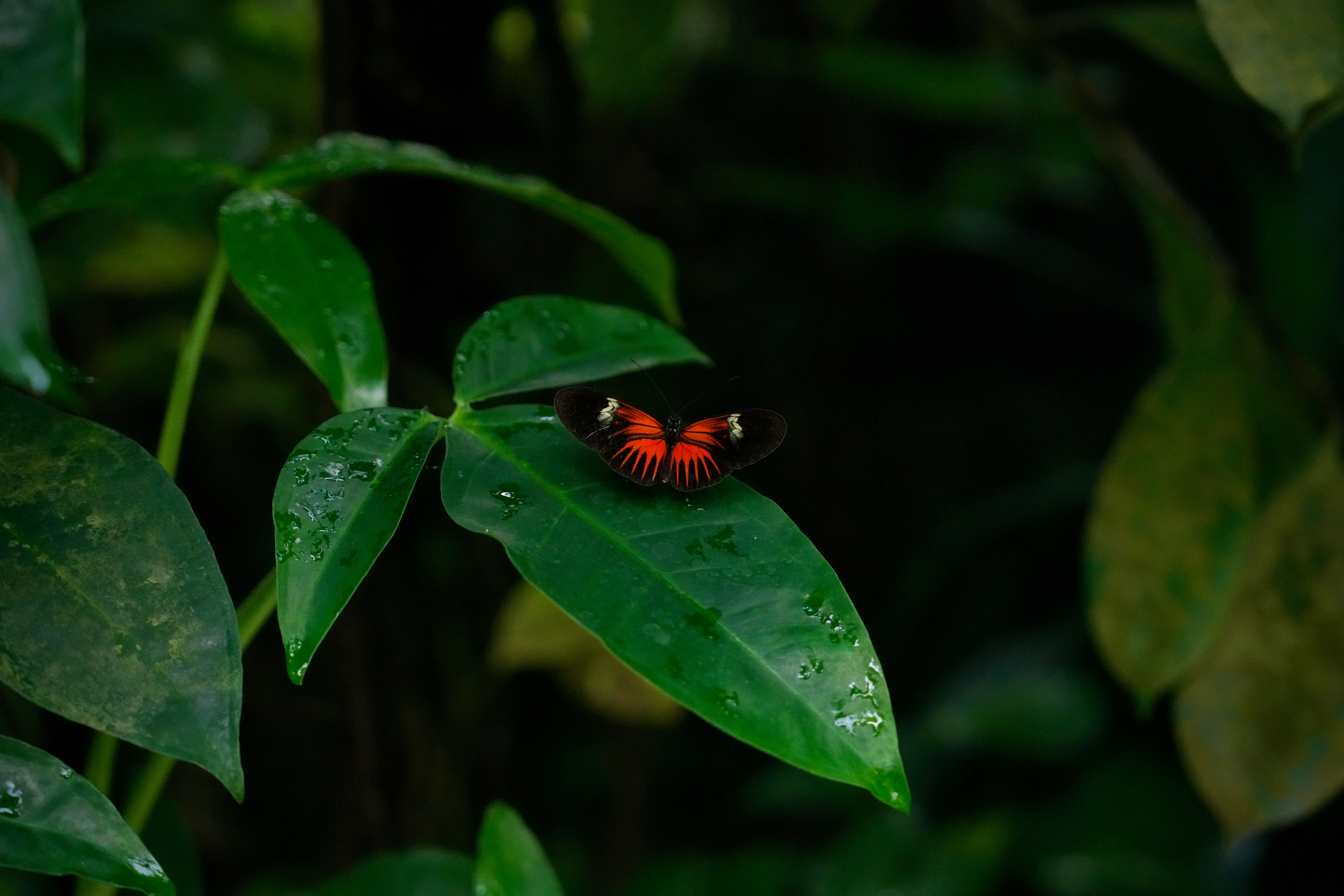 Butterfly Tapping Photos, Download The BEST Free Butterfly Tapping ...