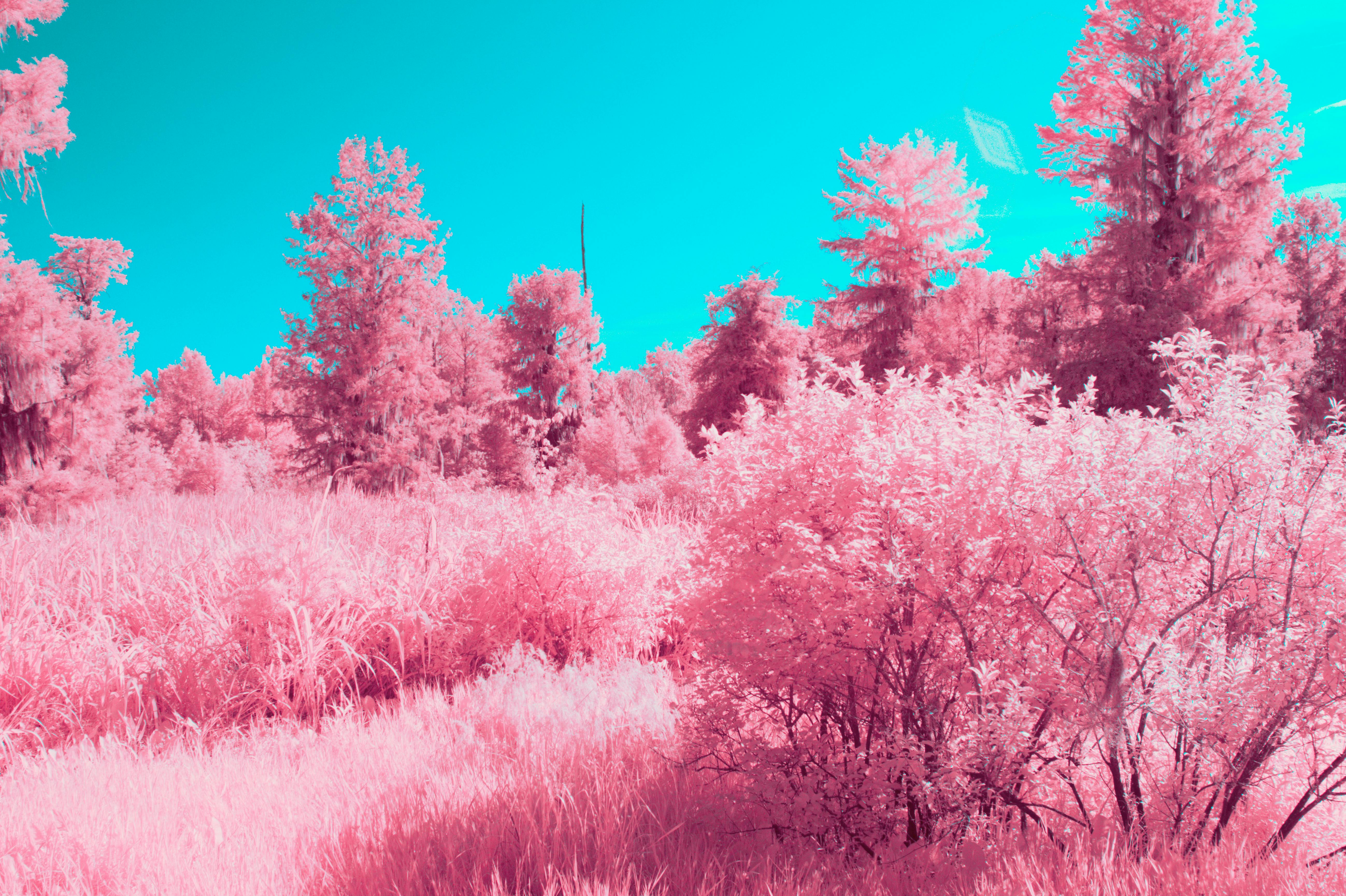 Surreal Infrared Forest Landscape with Pink Foliage · Free Stock Photo