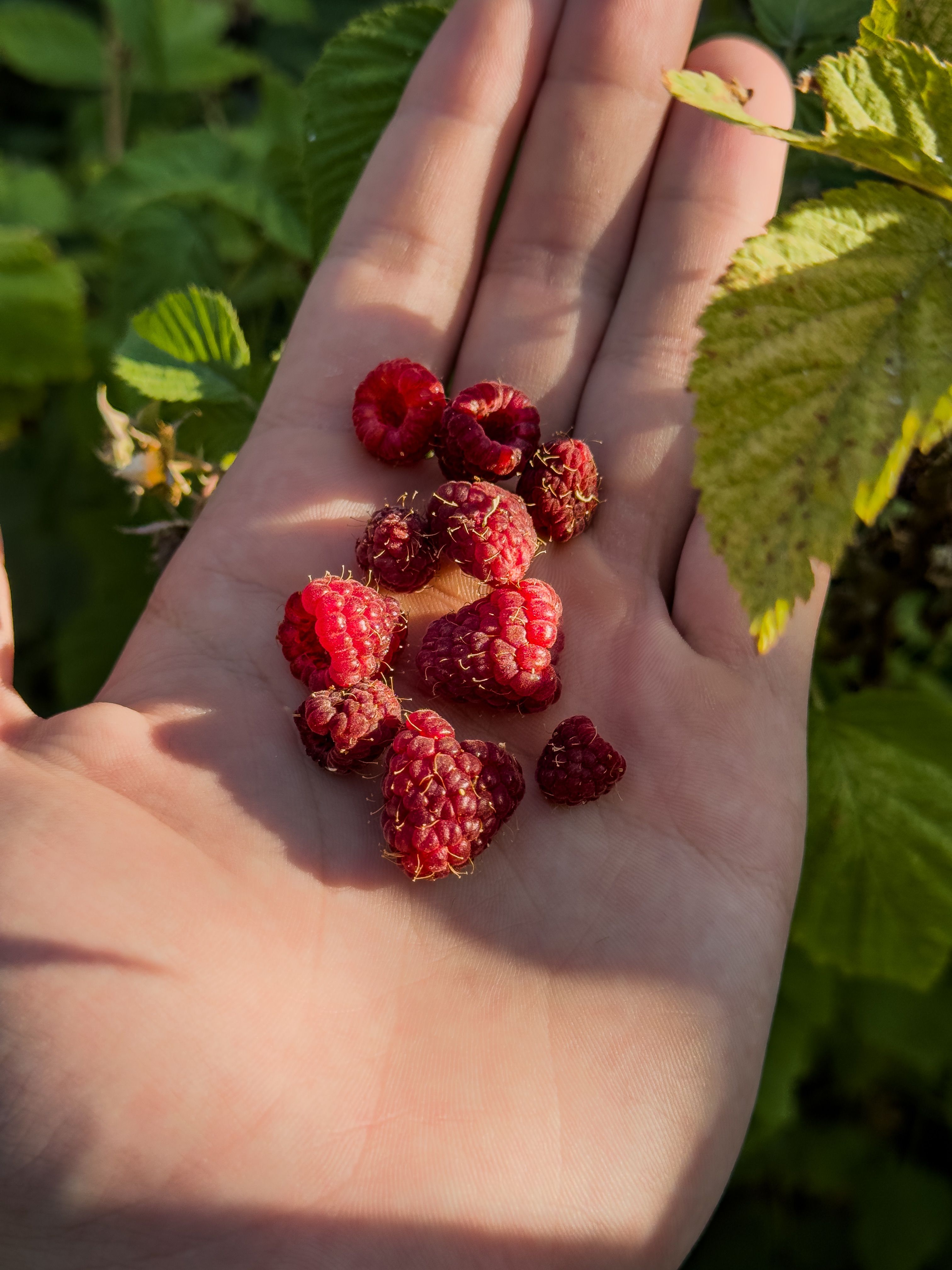 Fruit Farm Photos, Download The BEST Free Fruit Farm Stock Photos & HD ...