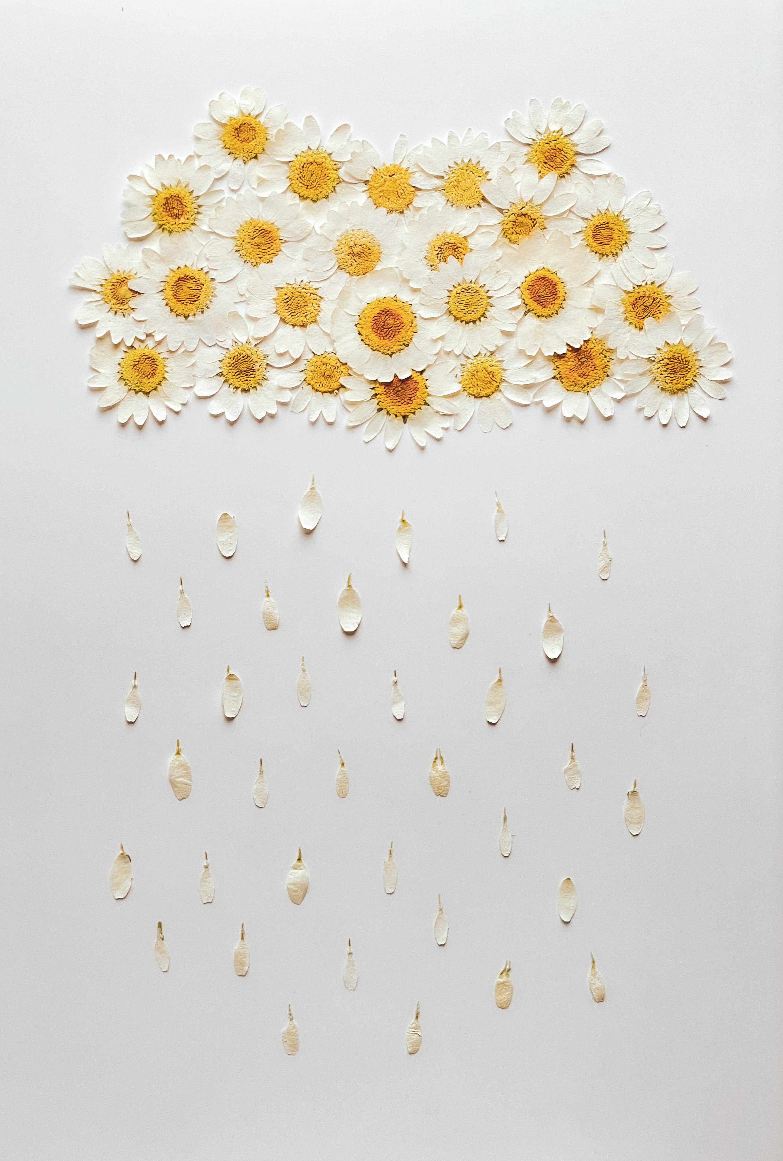Creative Daisies Raindrop Art on White Background · Free Stock Photo