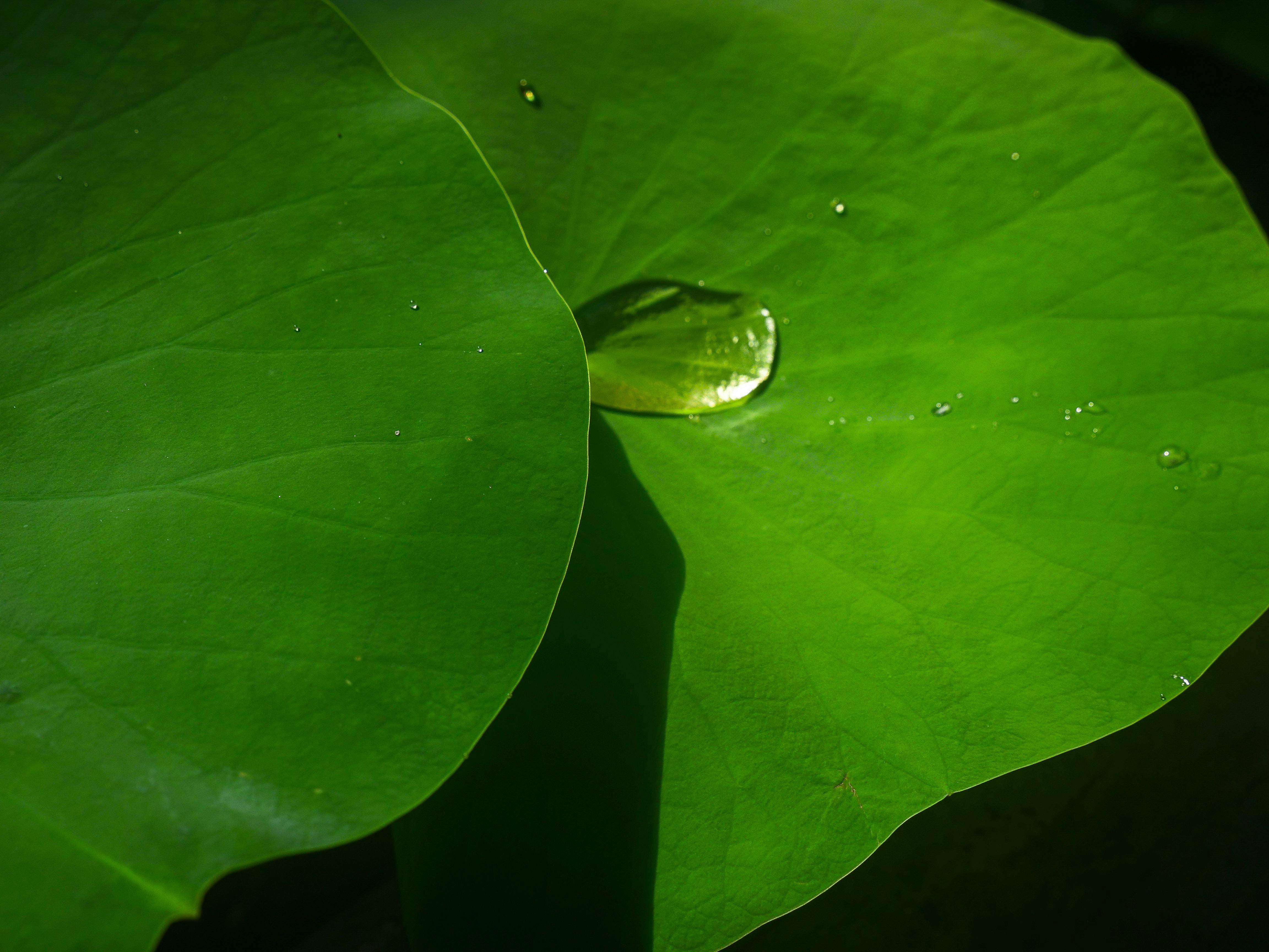 Macro Plant Photos, Download The BEST Free Macro Plant Stock Photos ...