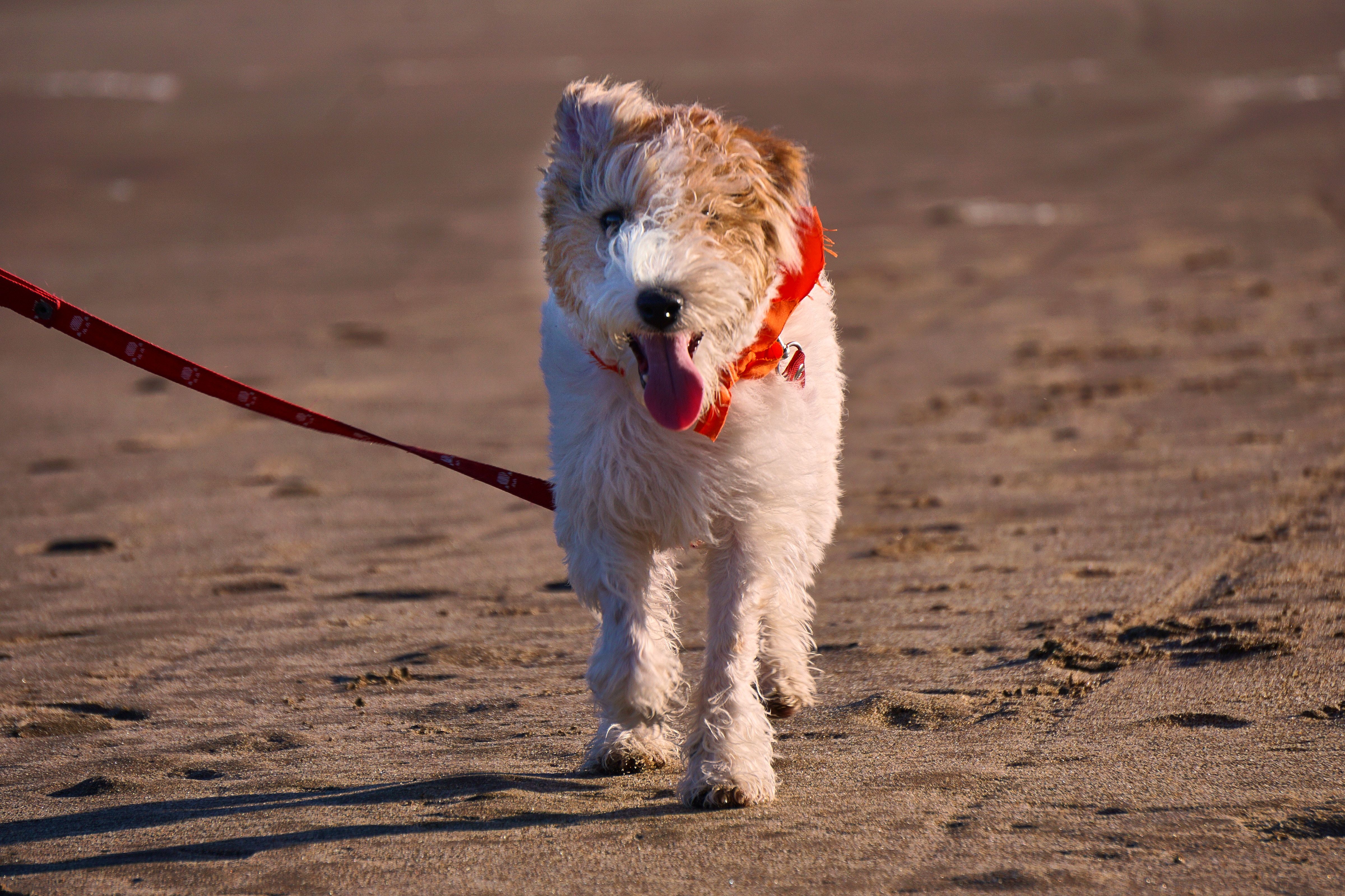 Promenade D'un Chien Fox Terrier Sur La Plage De Pinamar · Photo gratuite