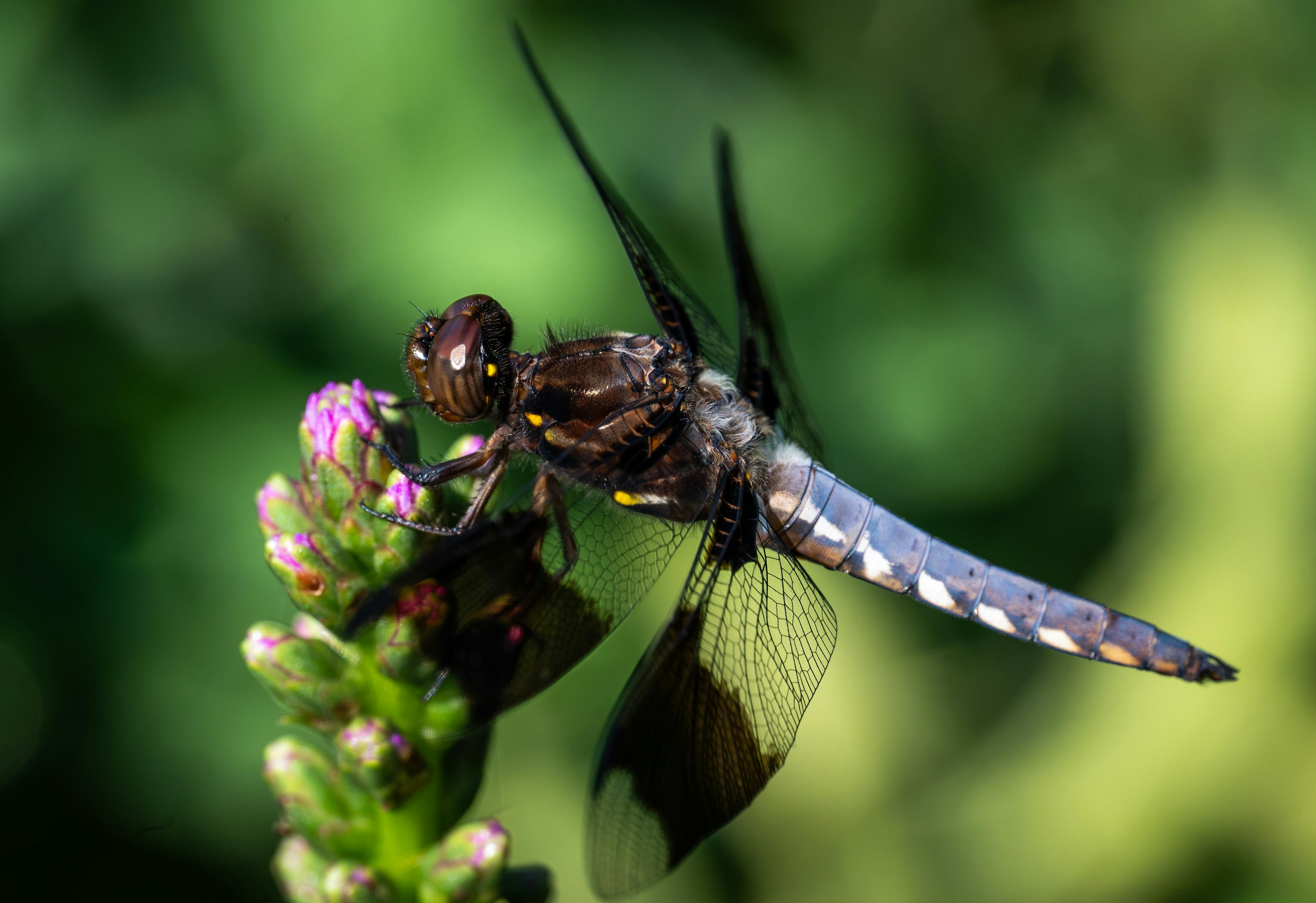 Dragonfly Images Photos, Download The BEST Free Dragonfly Images Stock ...