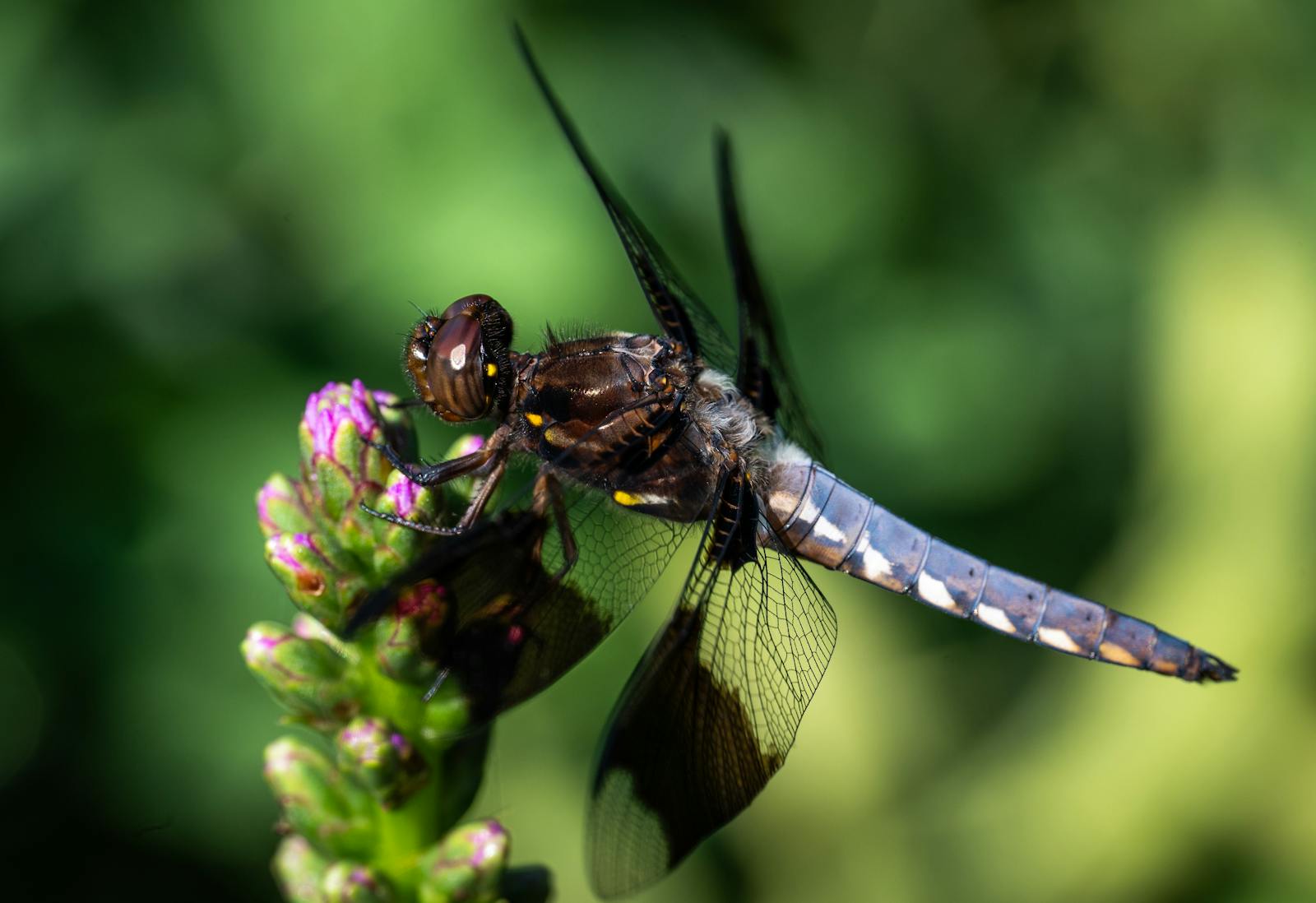 Dragonfly Images Photos, Download The BEST Free Dragonfly Images Stock ...