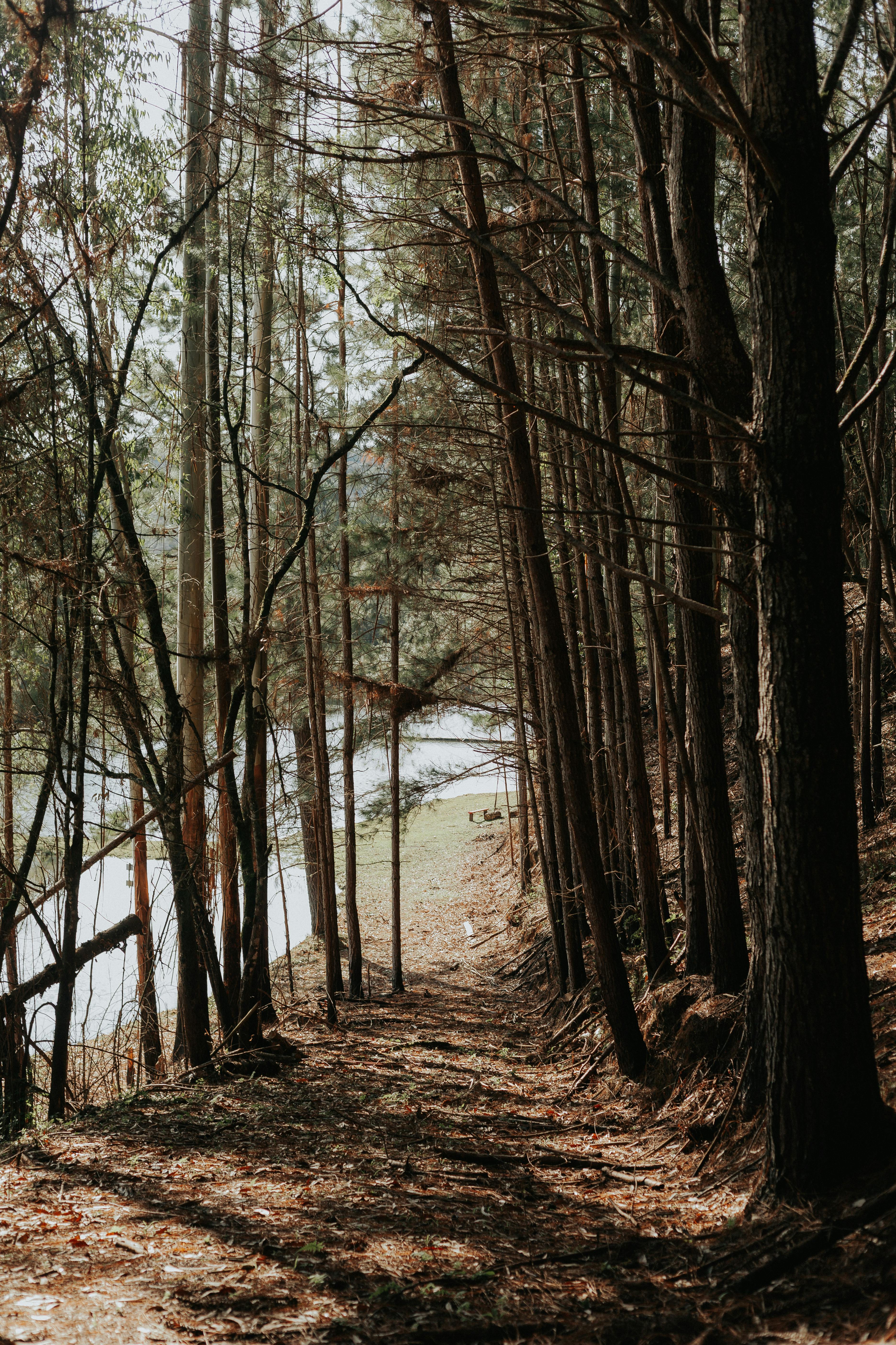 Enchanted Wilderness Photos, Download The BEST Free Enchanted ...