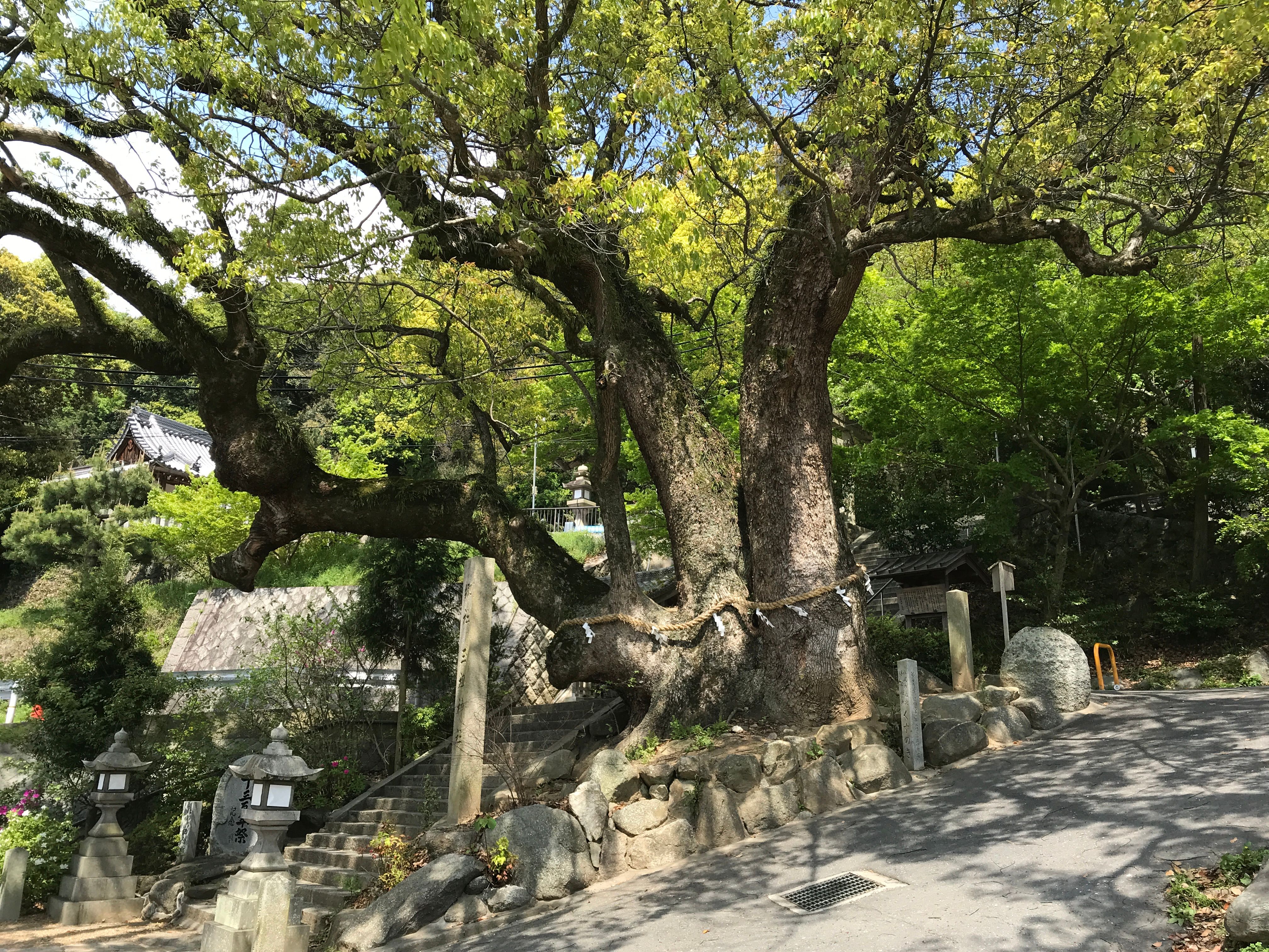 Demon Slayer Tree Photos, Download The BEST Free Demon Slayer Tree ...