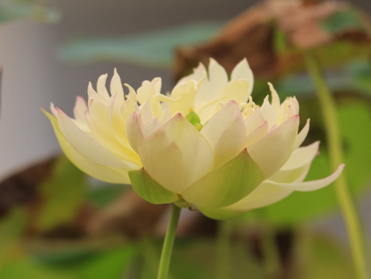 Flower Without Background Photos, Download The BEST Free Flower Without ...