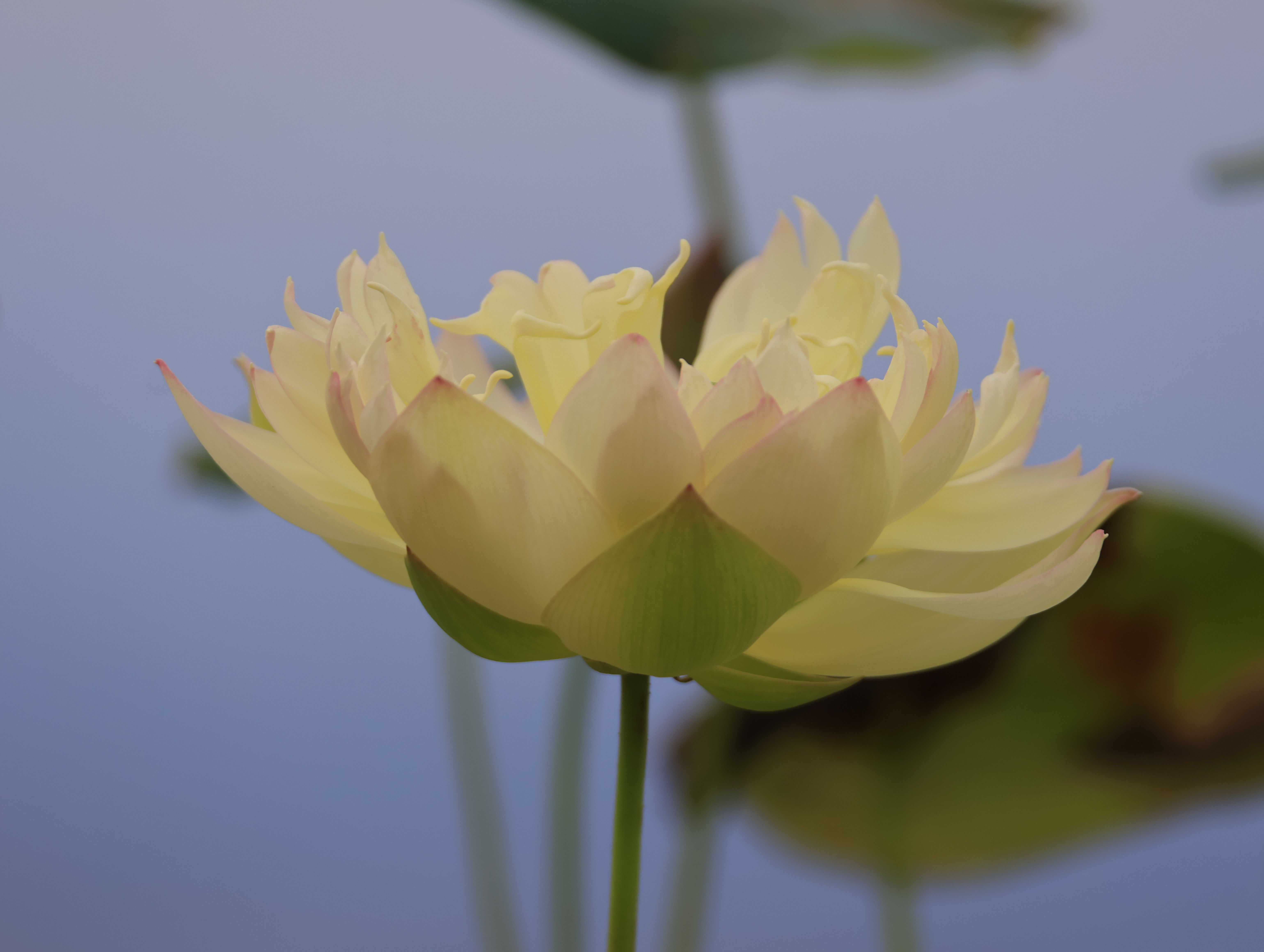 200.000+ Victoria Blume Bilder und Fotos · Kostenlos Downloaden ...