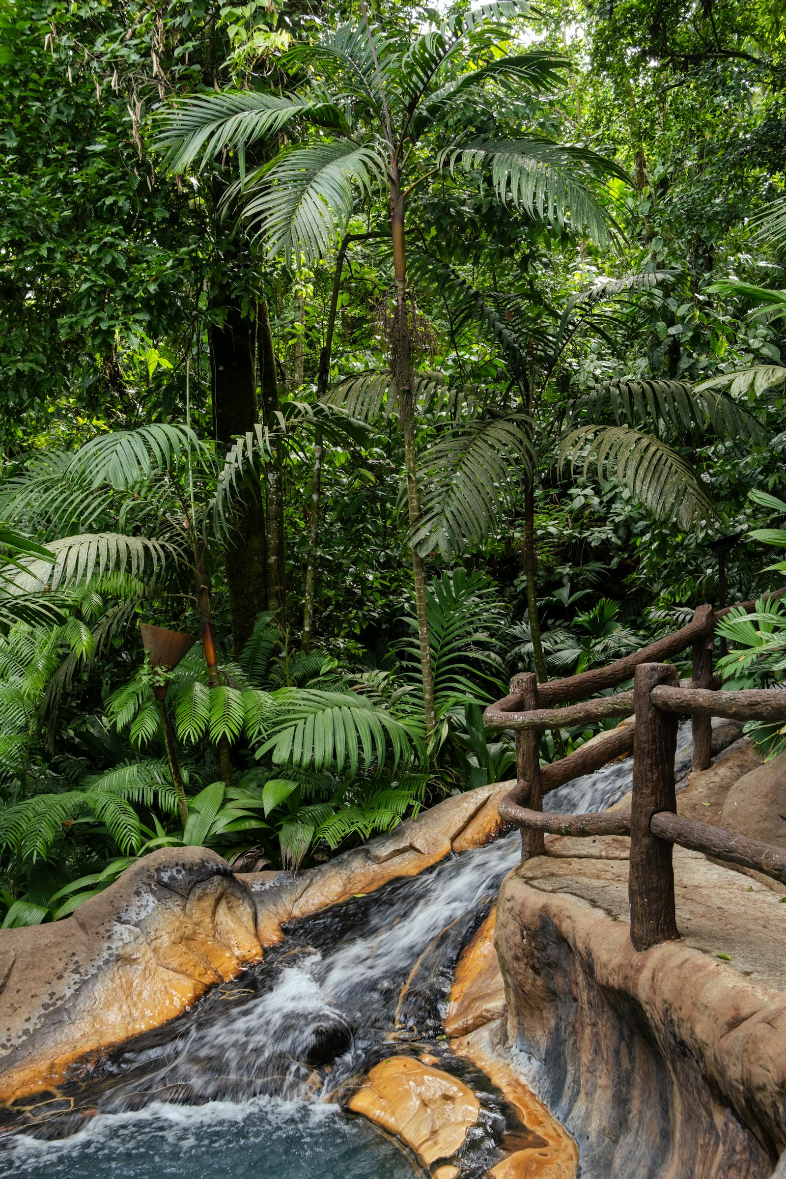 Tropical Rainforest Photos, Download The BEST Free Tropical Rainforest ...