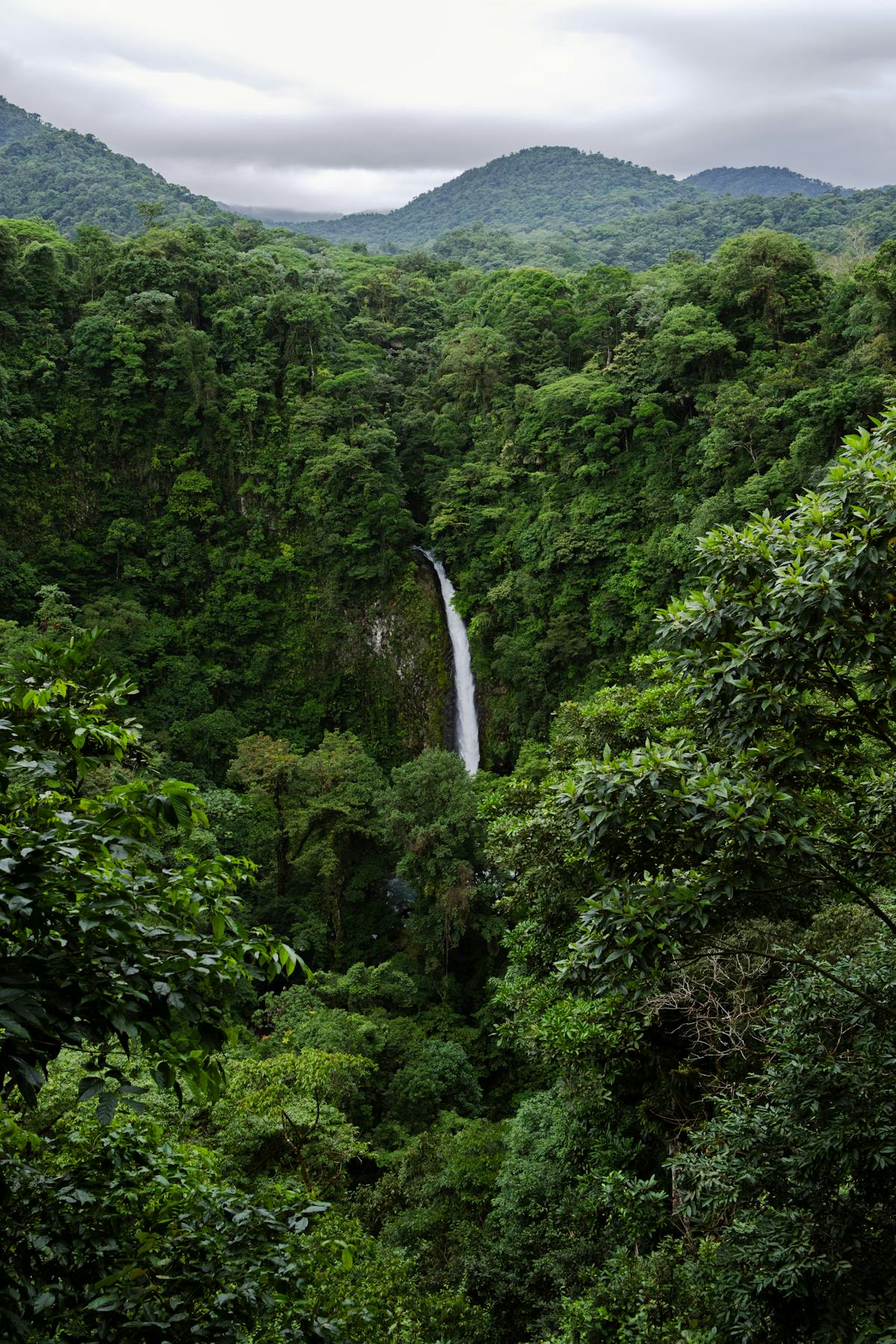 Tropical Rainforest Photos, Download The BEST Free Tropical Rainforest ...